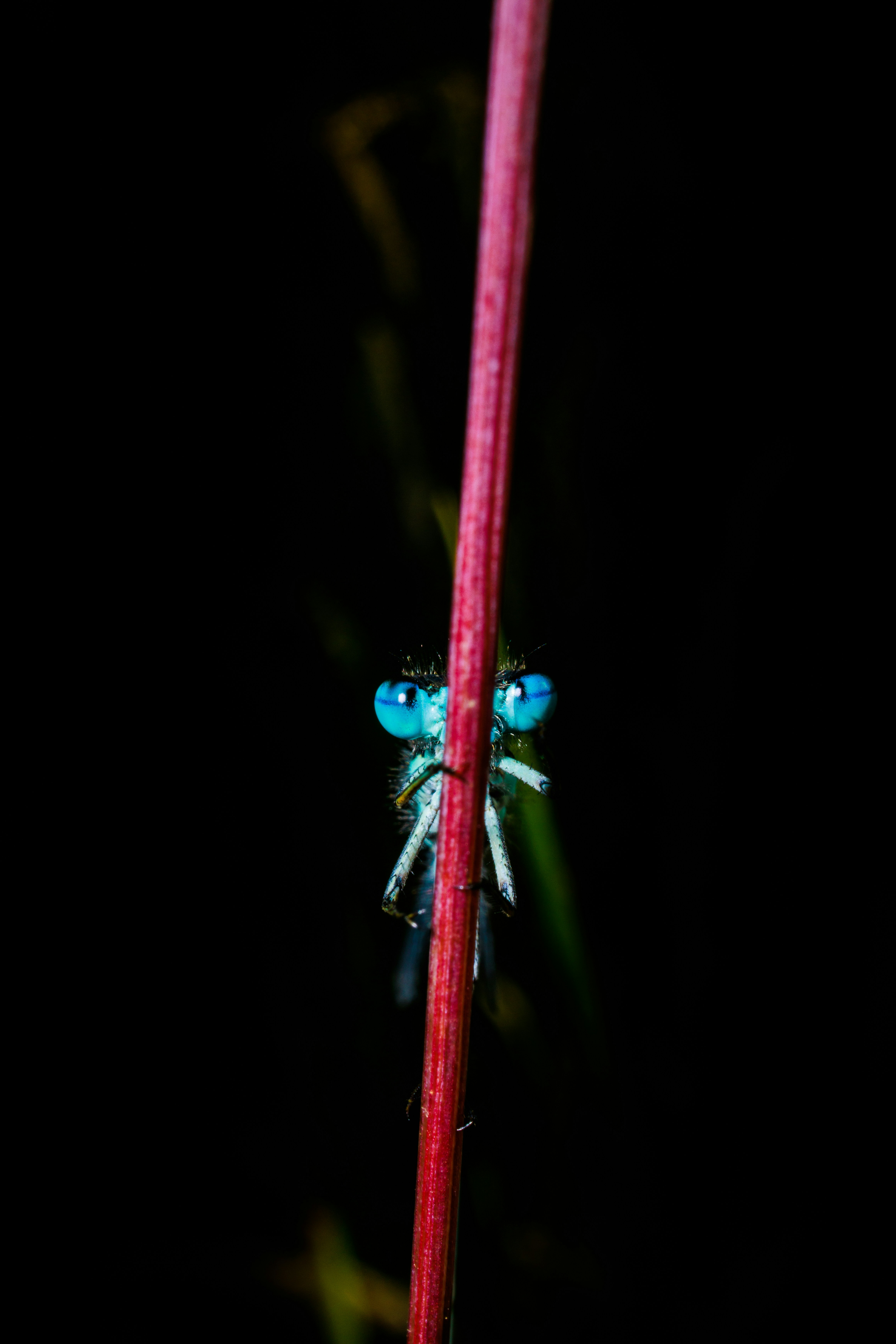 Azure-eyed Dragonfly Clinging to a Crimson Stem in the Dark