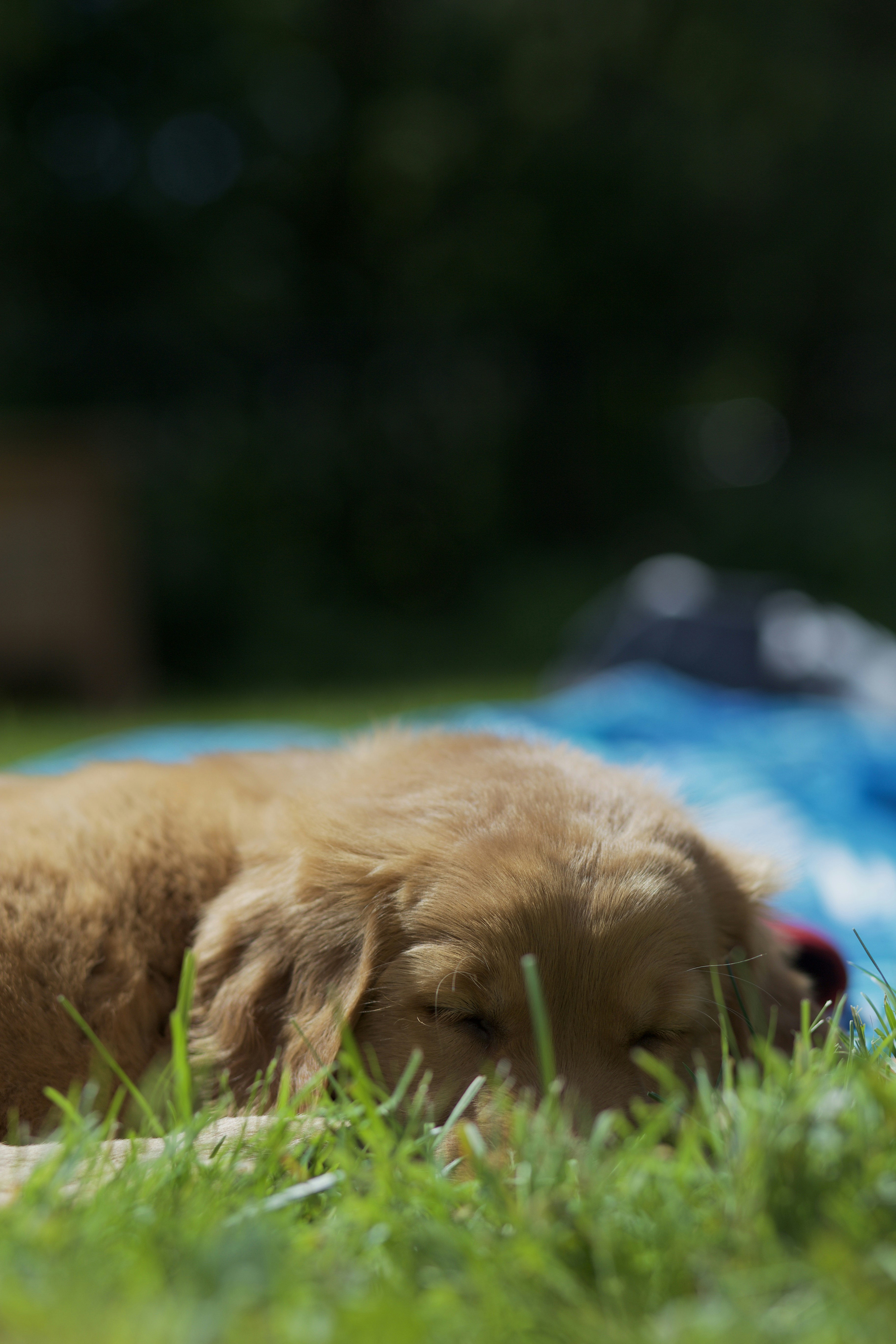 Golden retriever puppy napping peacefully on a vibrant blanket in a lush green garden.
