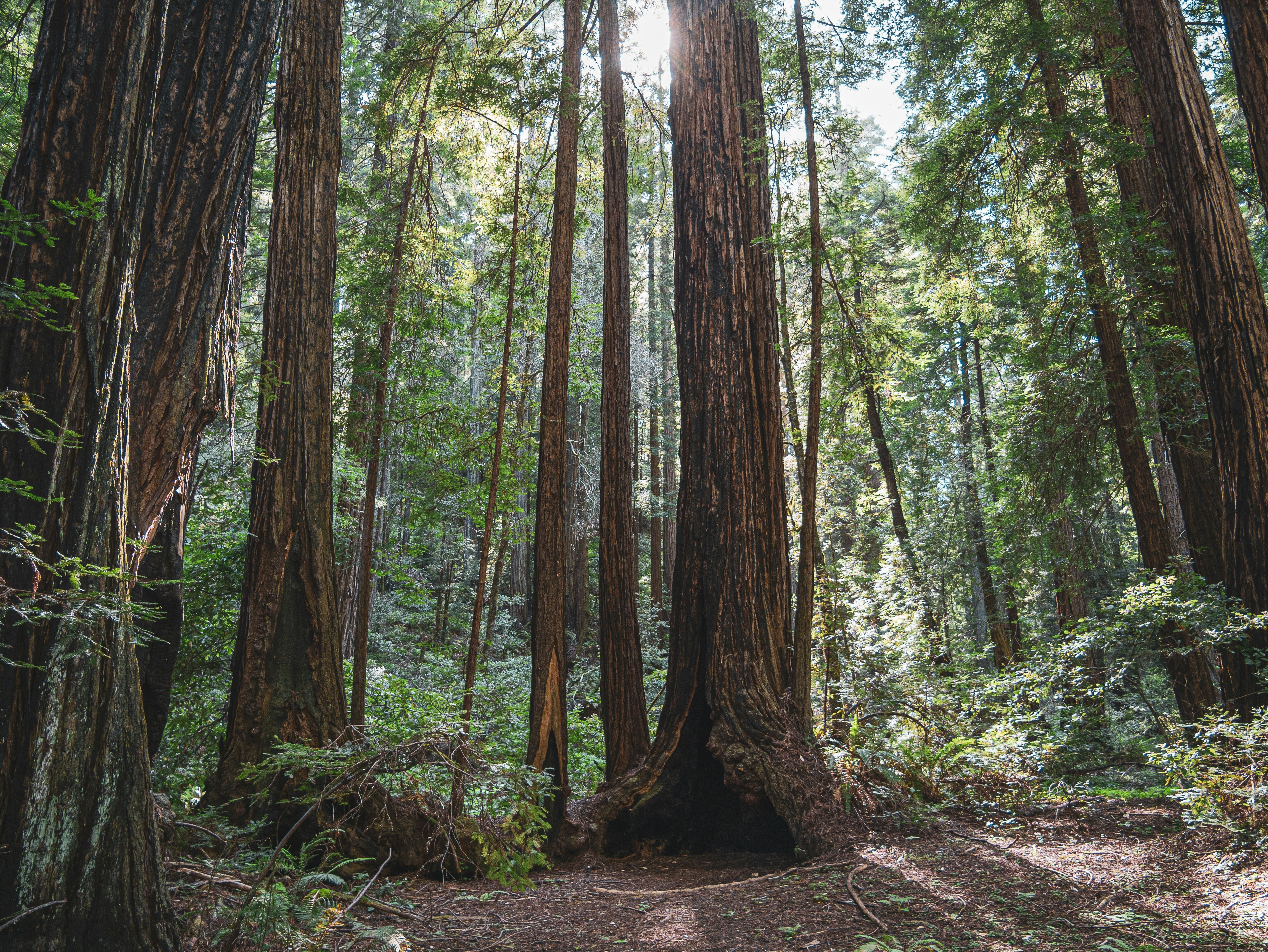 A forest with tall trees photo – Free Muir woods national monument ...