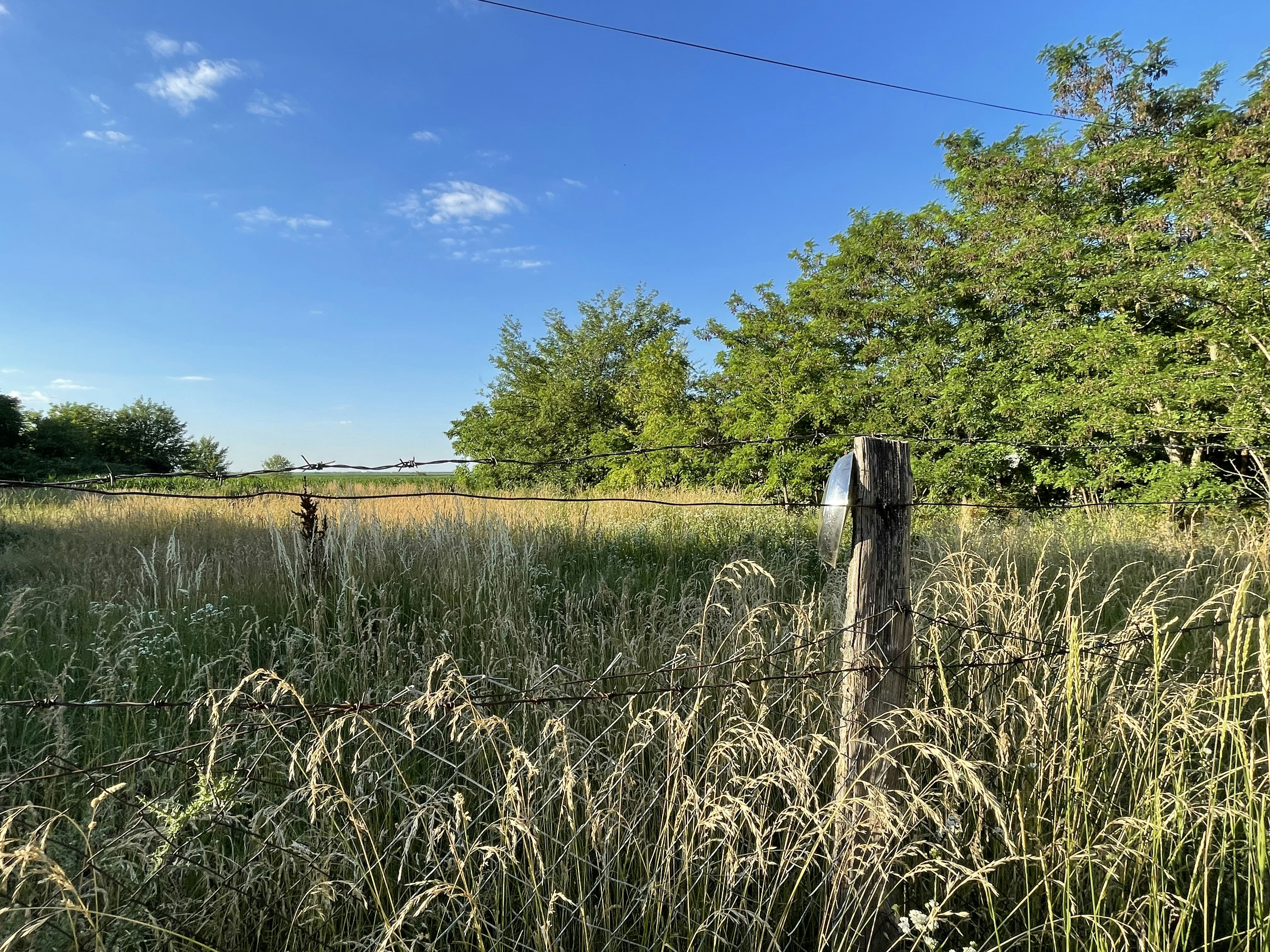 Fence in tall grass