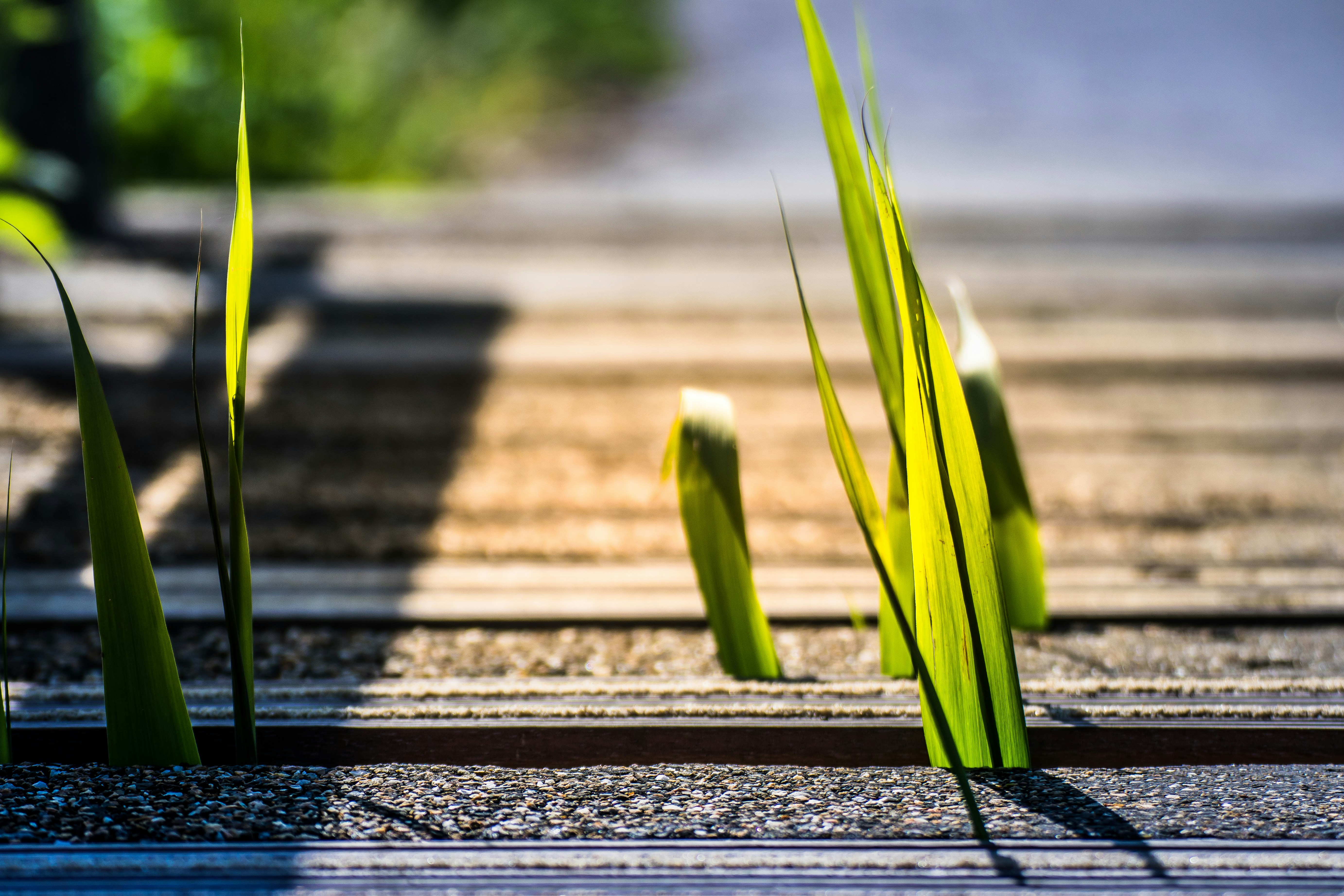 Emerald Slivers Between Weathered Rails in Sunlit Quiet