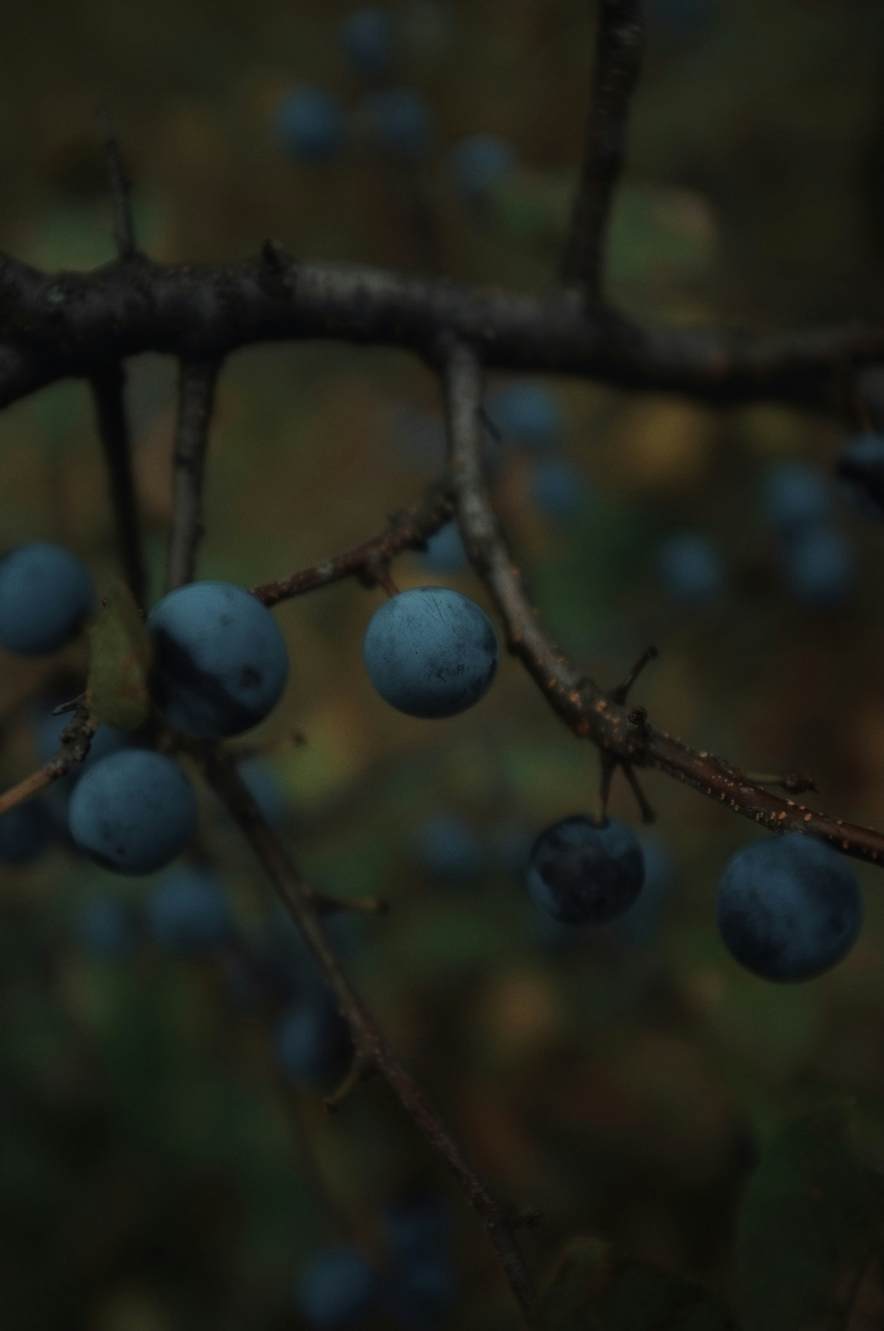 Velvet Midnight Berries on a Damp Branch