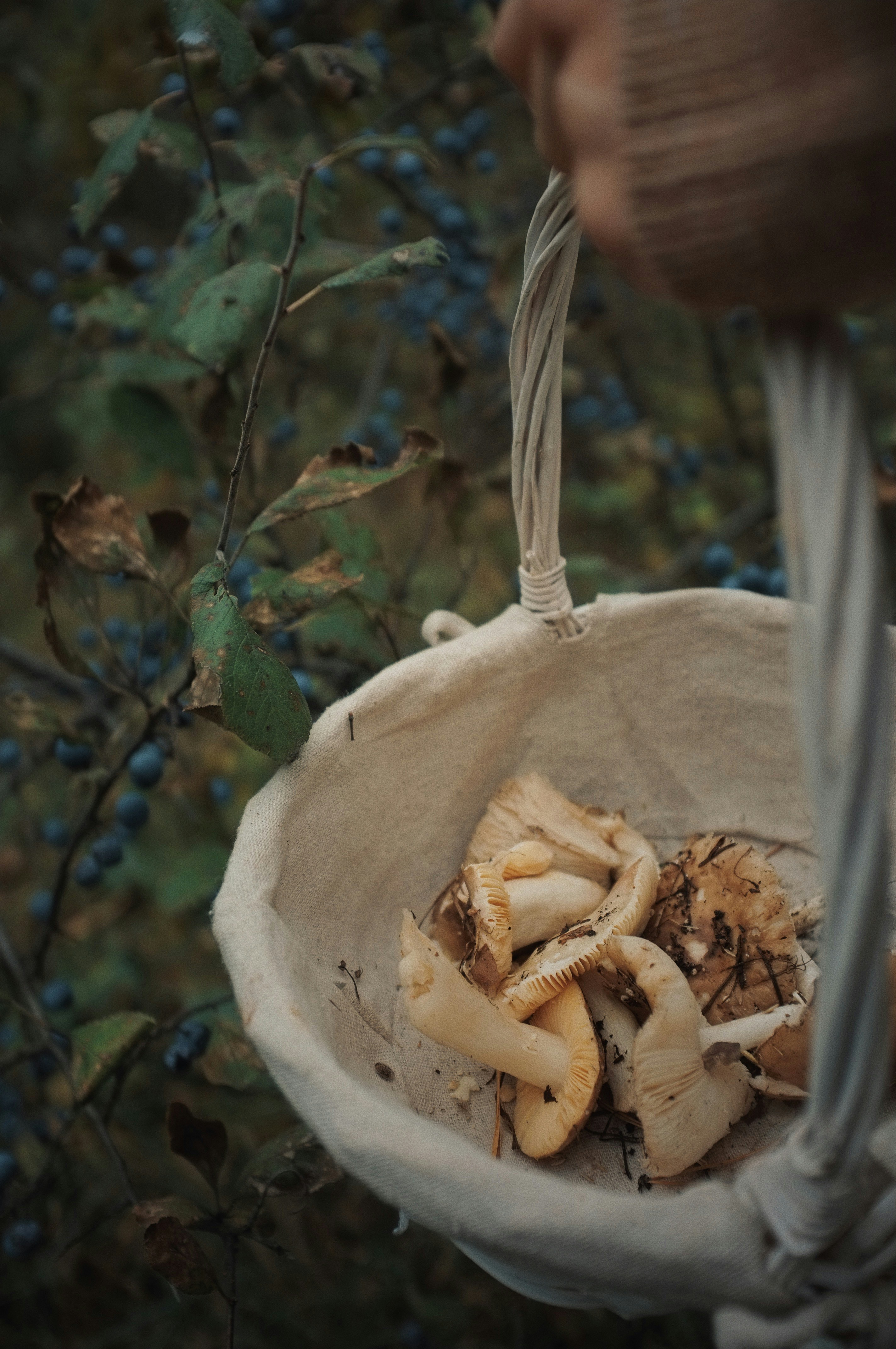 A hand holds a fabric basket filled with assorted mushrooms, surrounded by foliage and berries. The scene captures the essence of foraging in a natural setting.