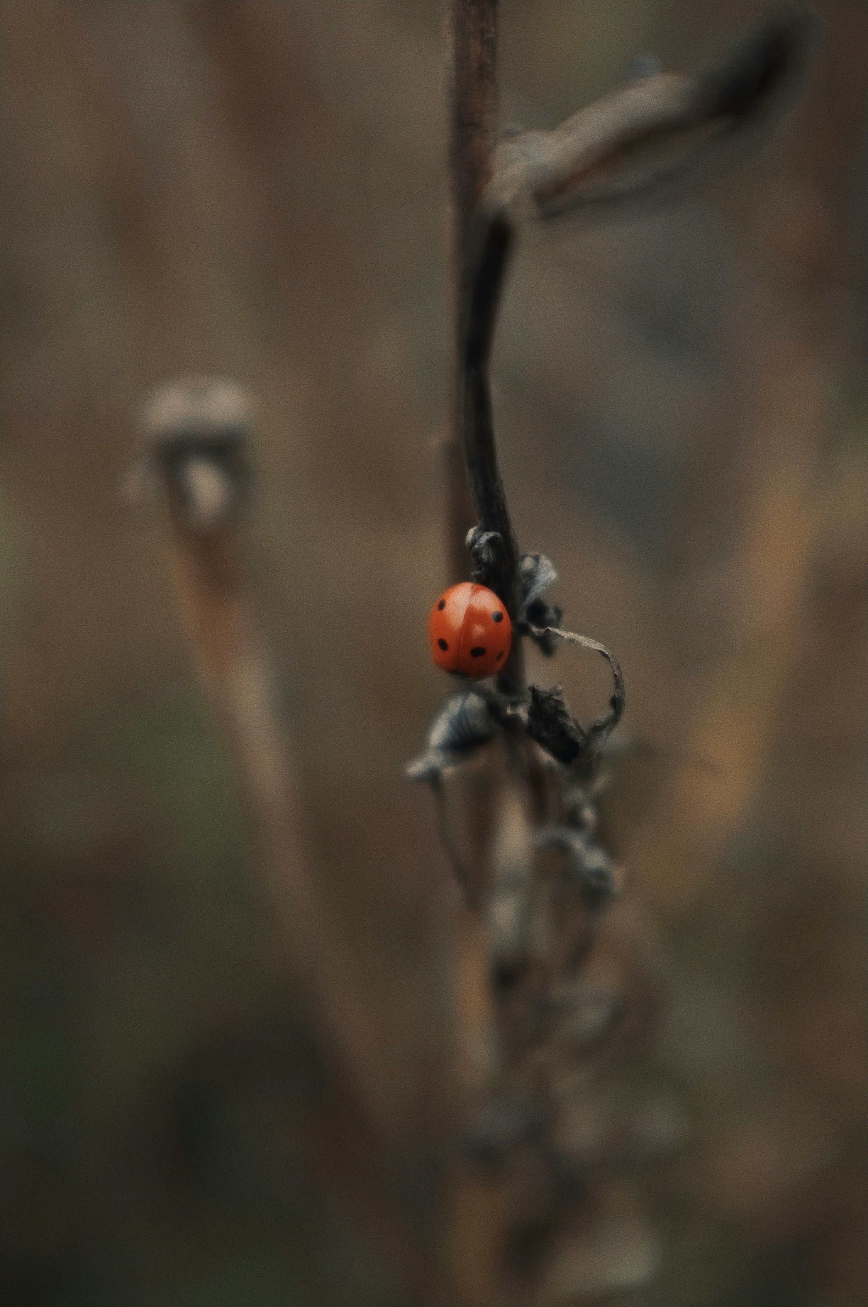A ladybug on a branch photo – Free Ukraine Image on Unsplash