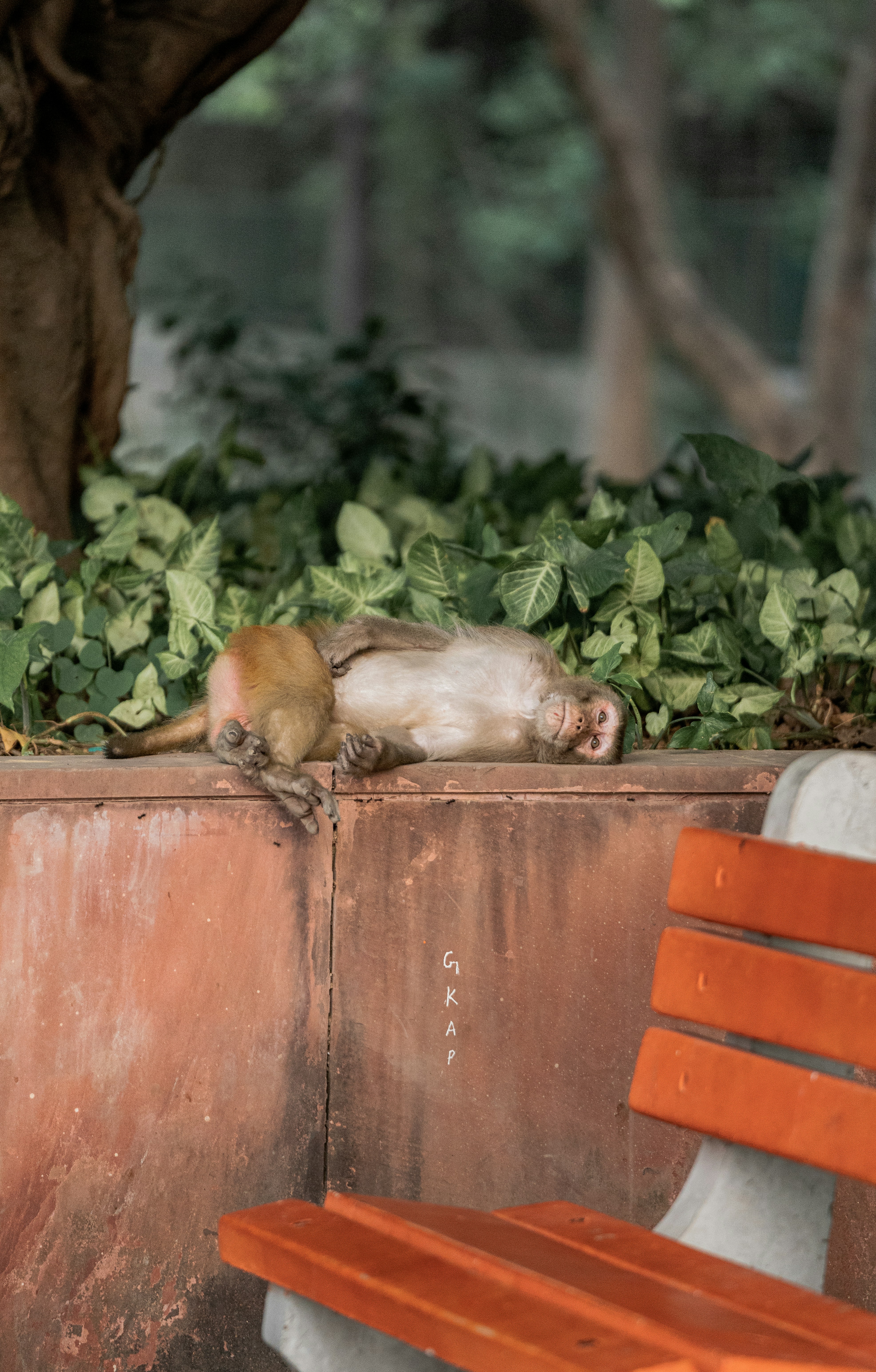A relaxed monkey lounging on a stone ledge surrounded by lush greenery, embodying tranquility in a natural setting.