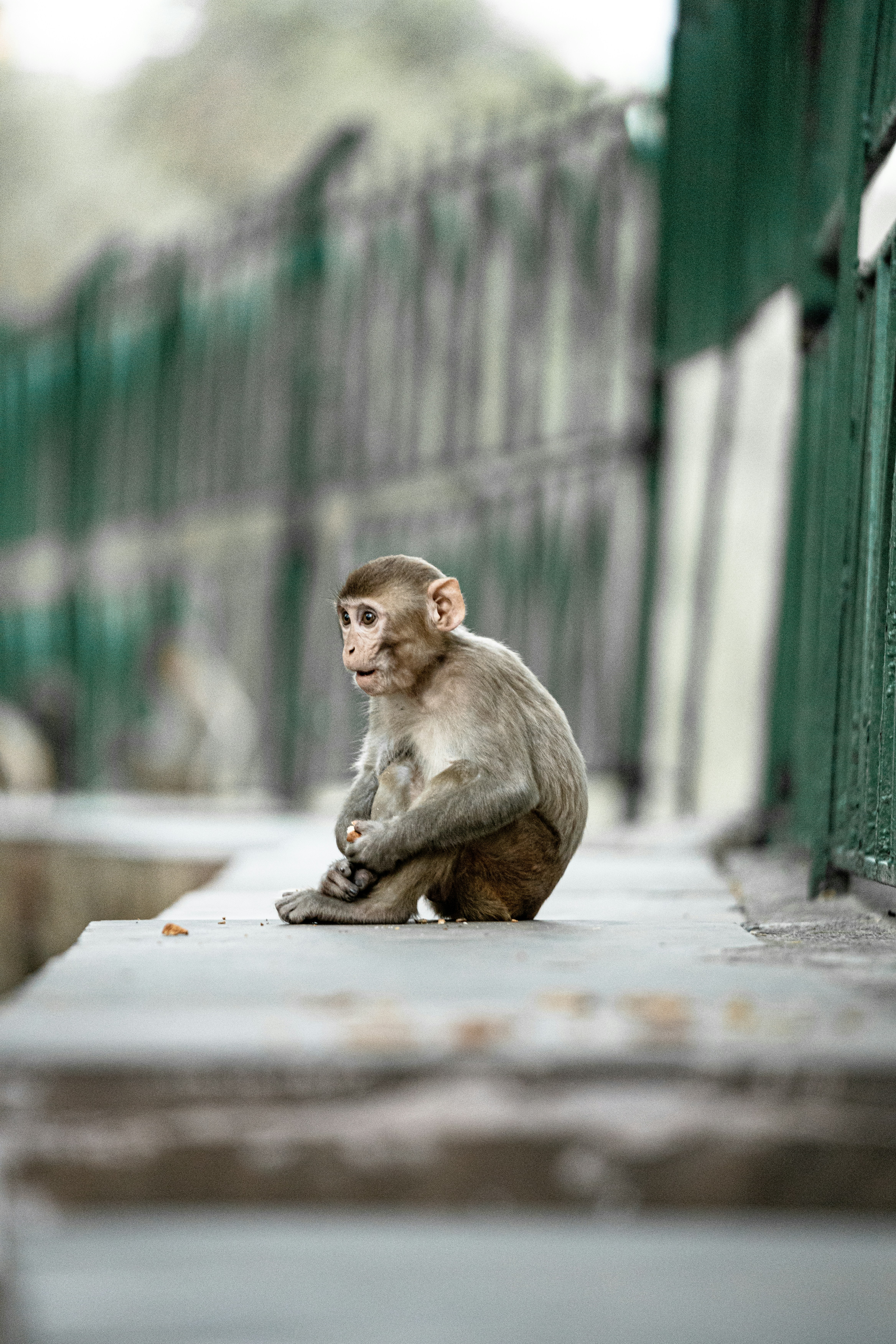 Un mono sentado en una repisa foto – Imagen de Mono gratuita en Unsplash