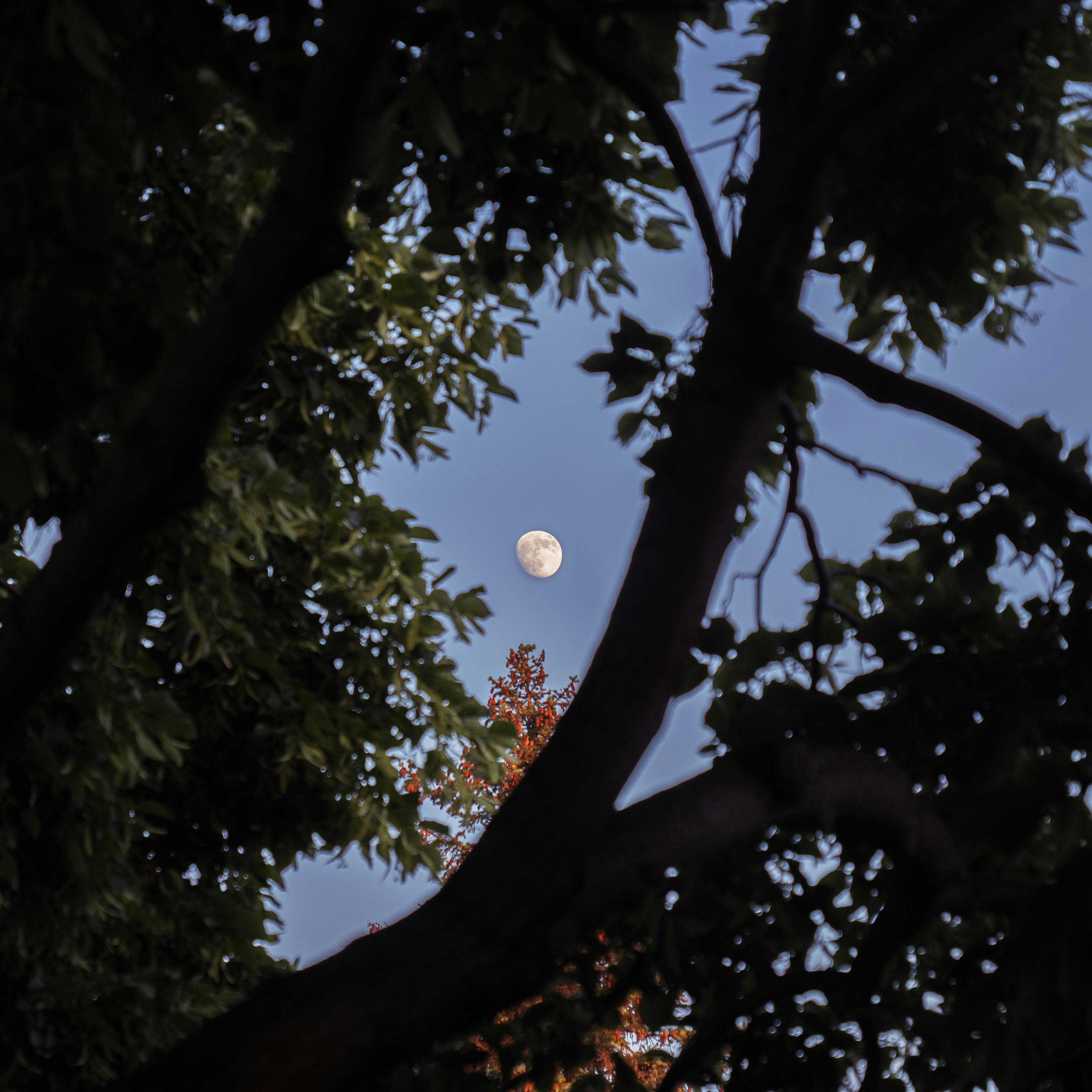 Moon Between Branches: A Quiet Night Frame