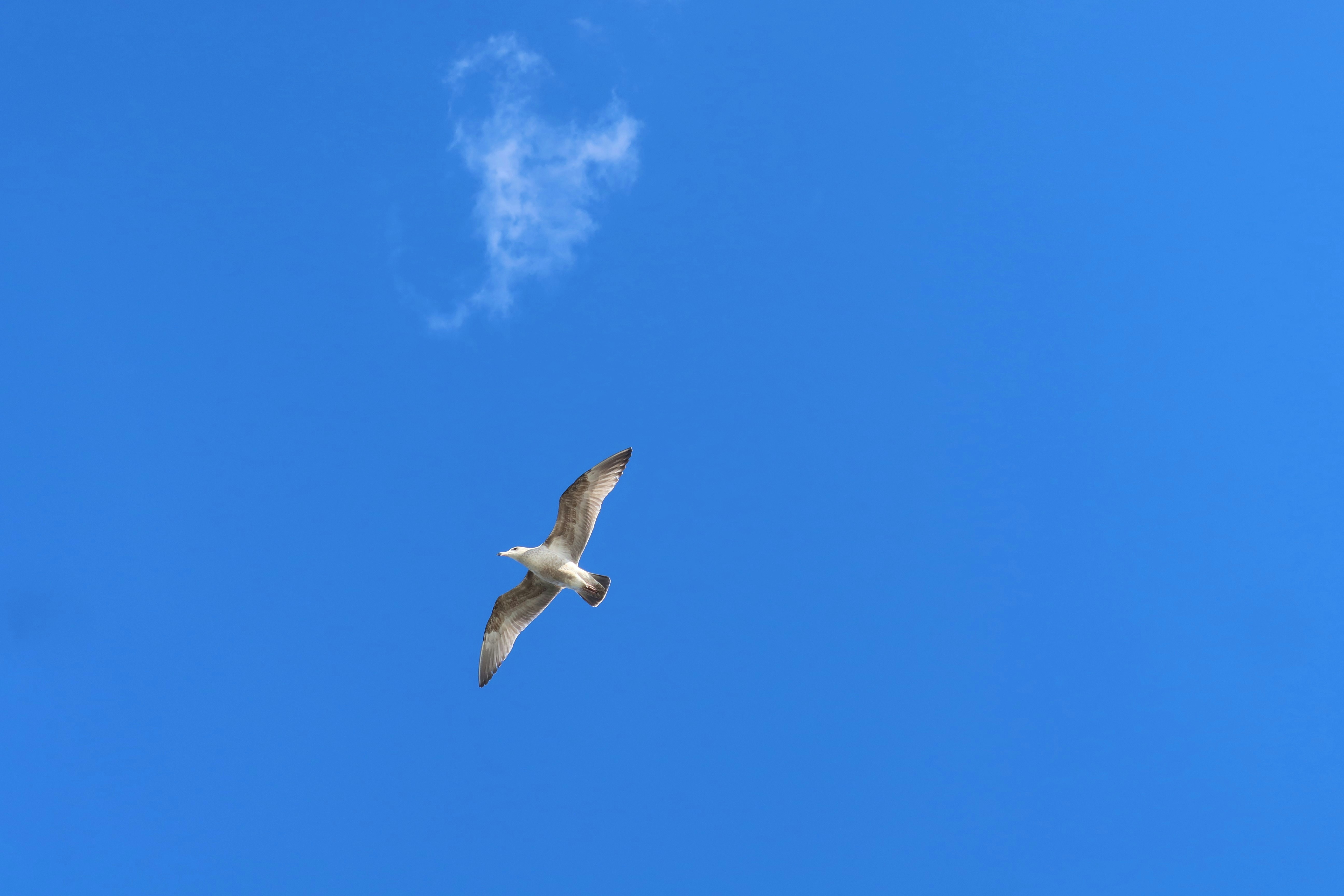 A bird glides gracefully against a vibrant blue sky, showcasing its wings in full spread. The soft cloud adds a touch of whimsy to the scene.