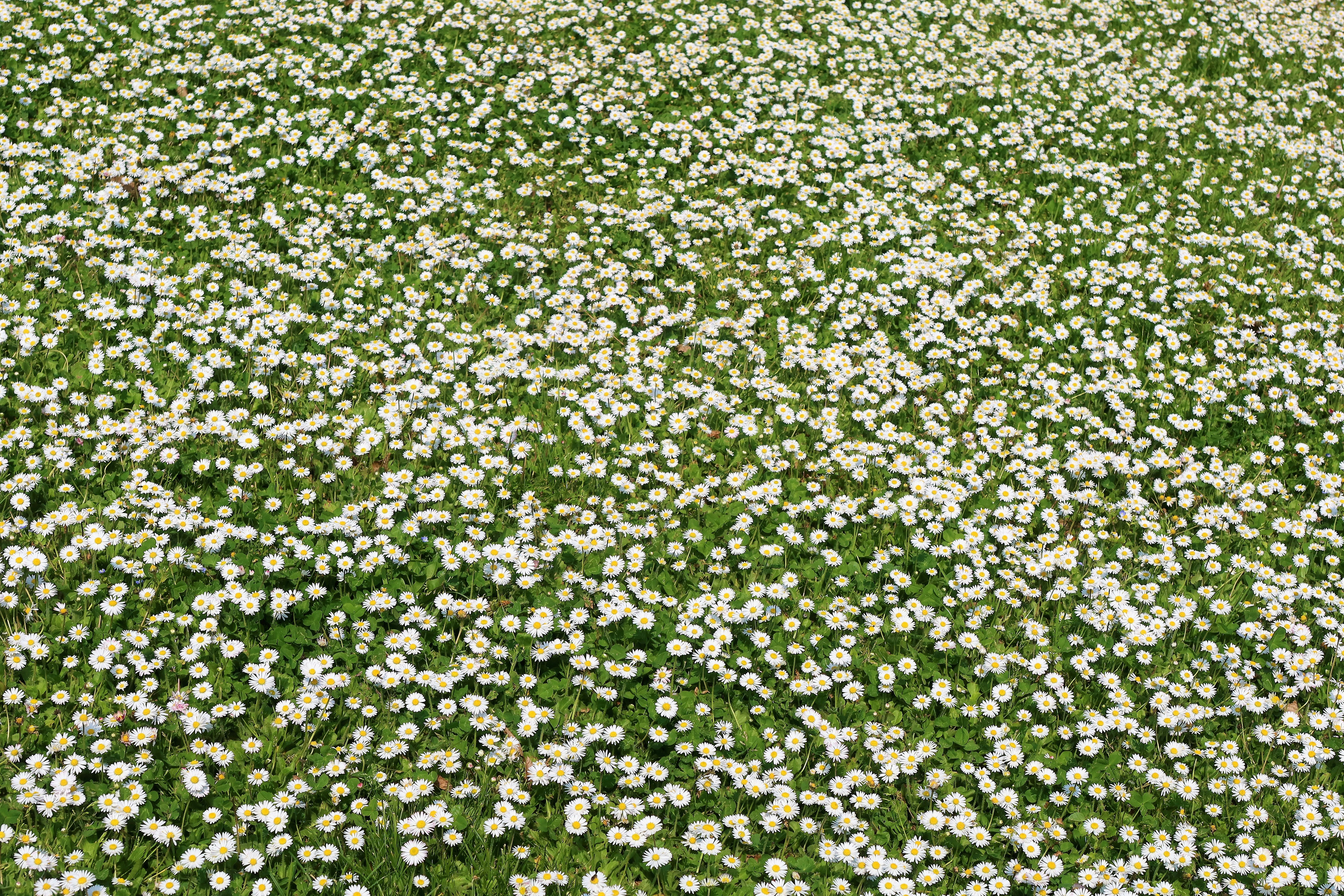 A field of small daisies.