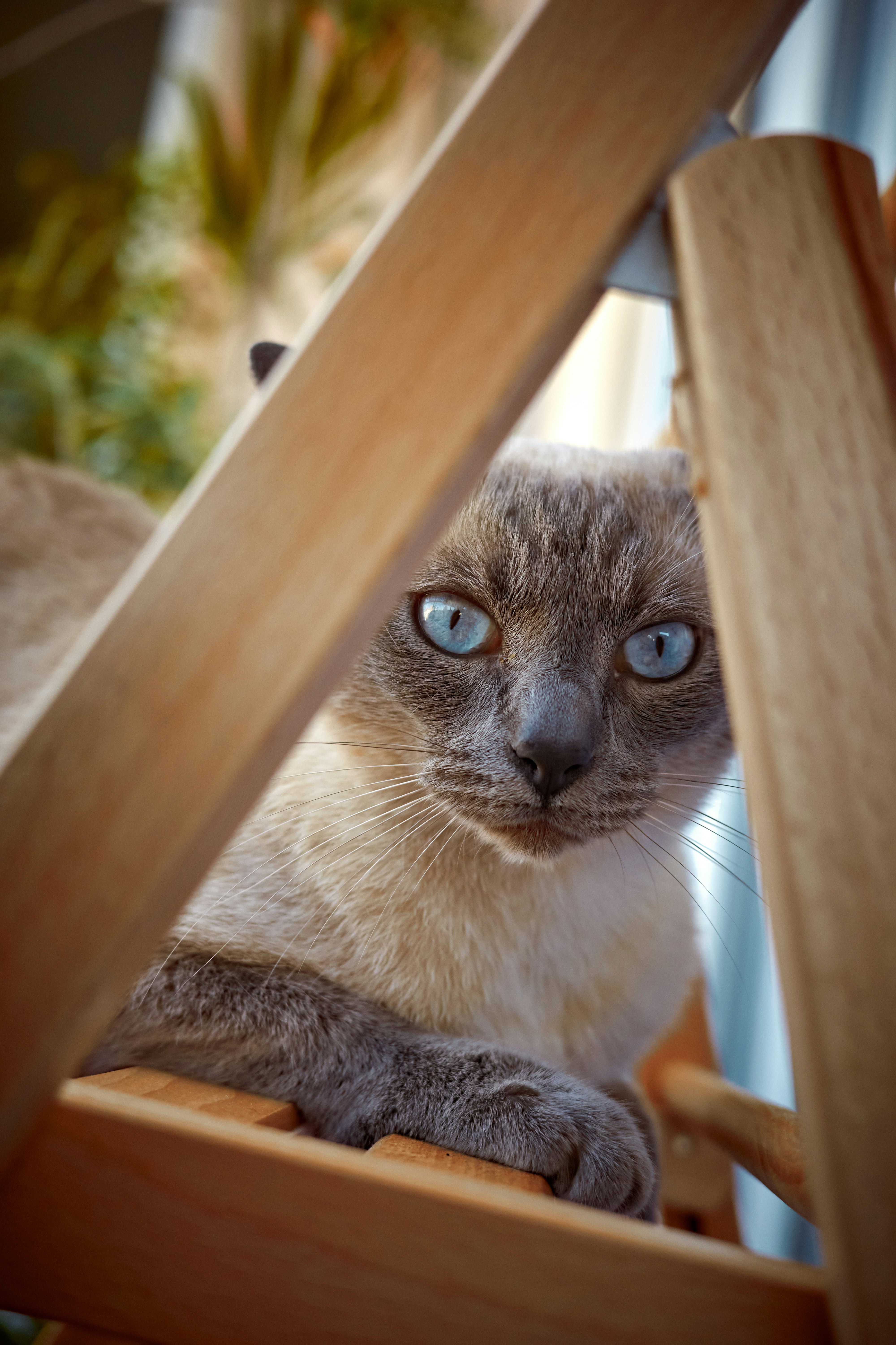 Gaze Between Beams: A Blue-Eyed Cat in a Wooden Lattice