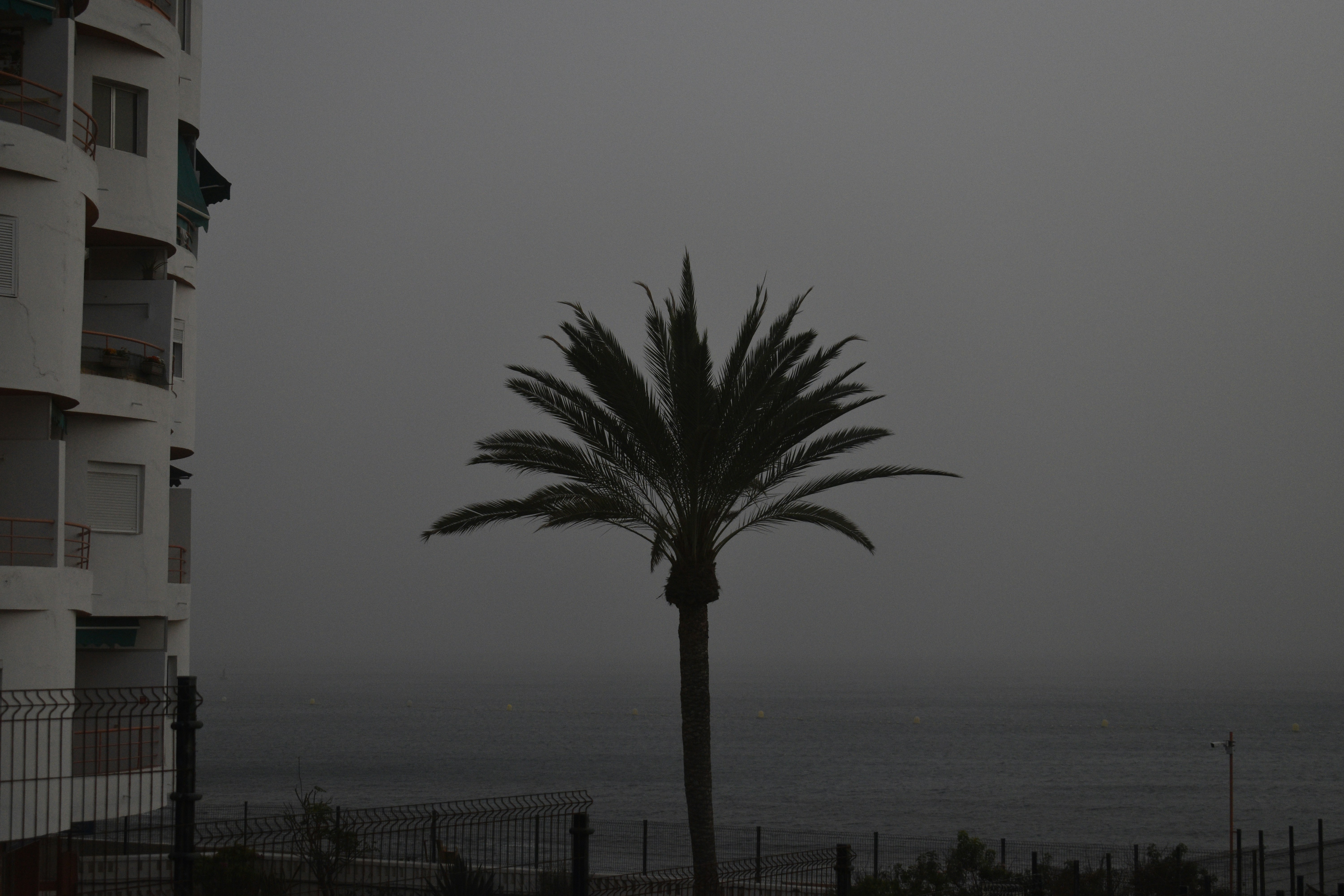 a palm tree on a beach