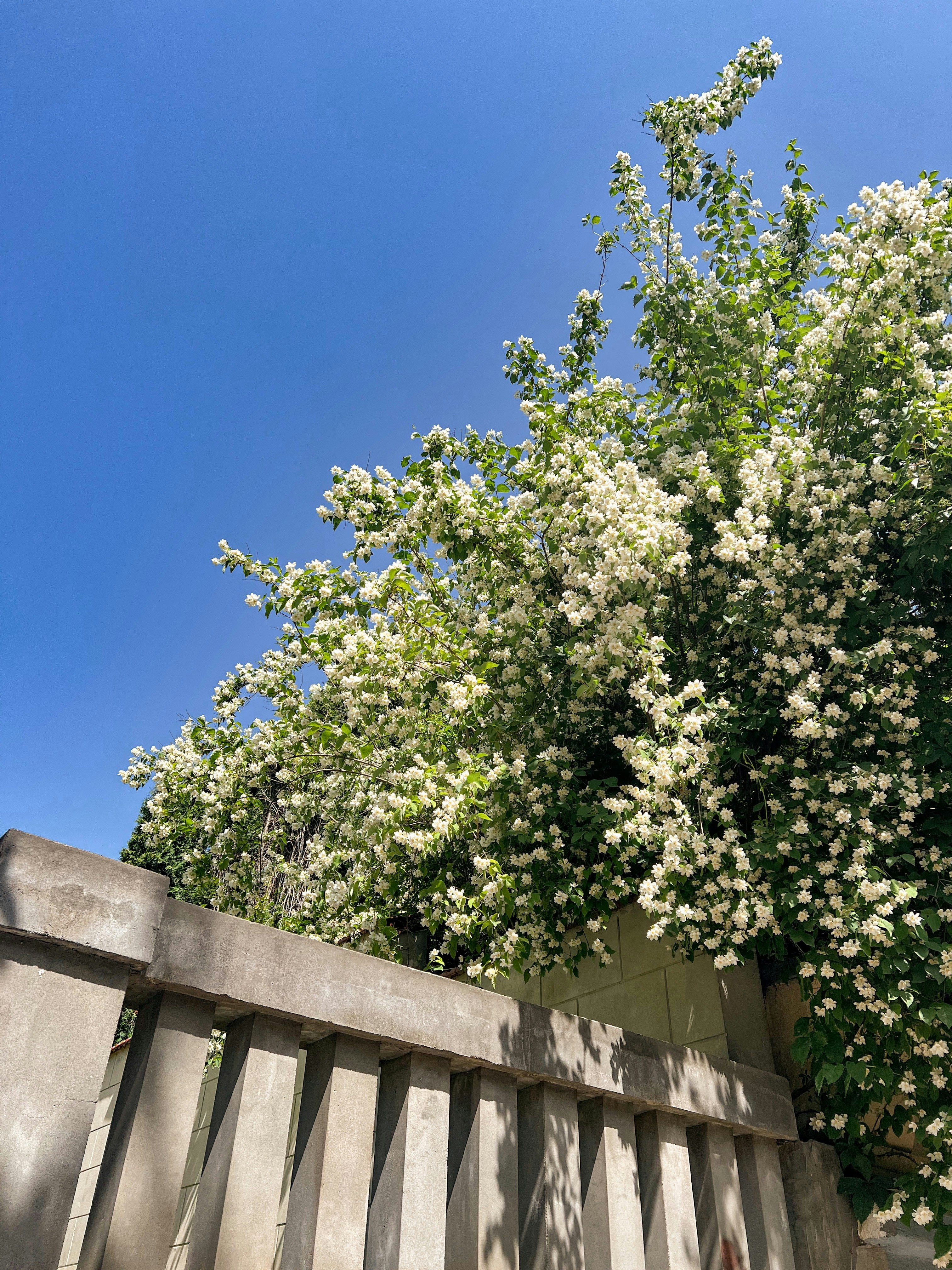 Cobalt Sky Framing a Cascade of White Blossoms Over a Concrete Railing