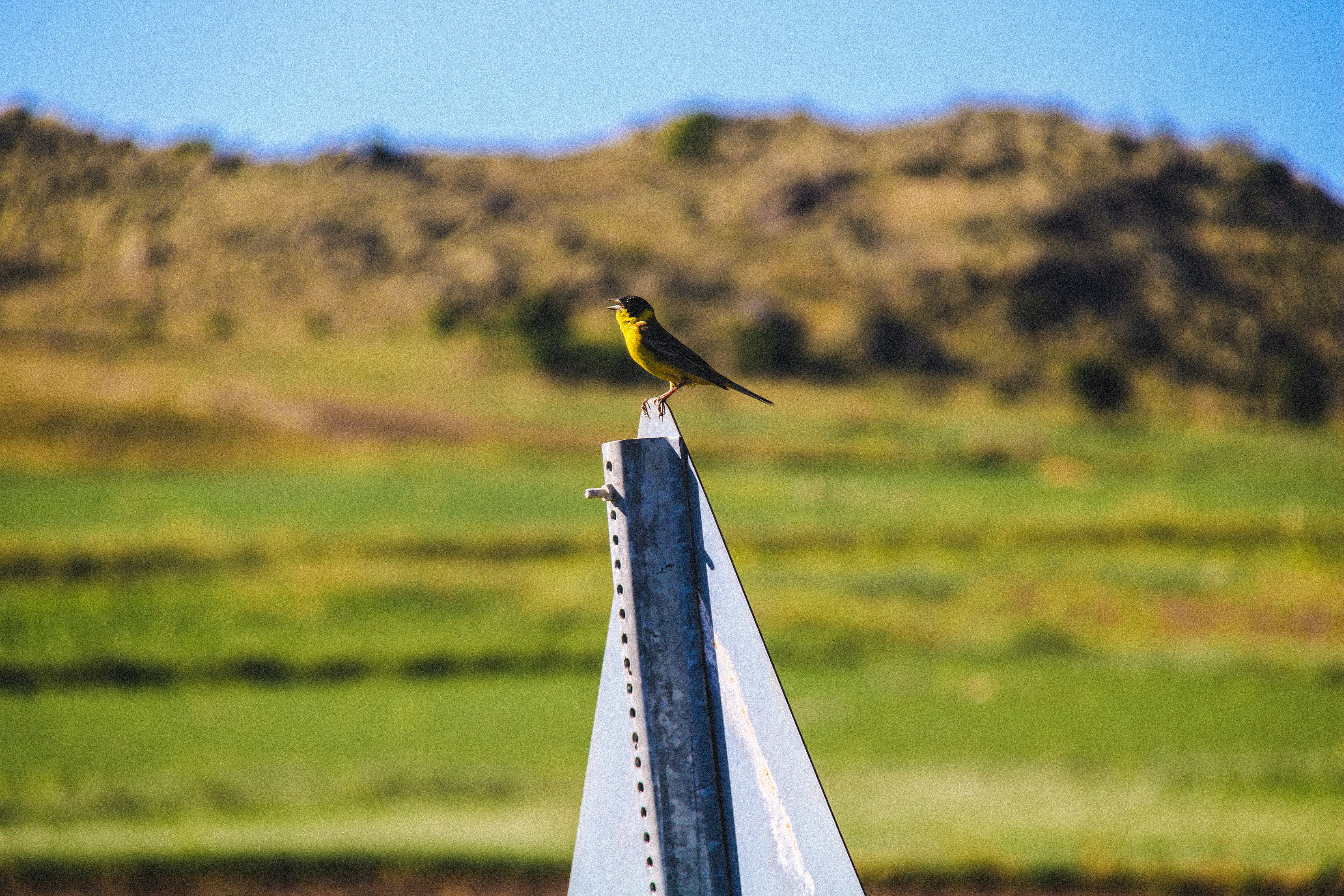Yellow bird perched atop a metal pole, overlooking lush green fields under a clear blue sky.