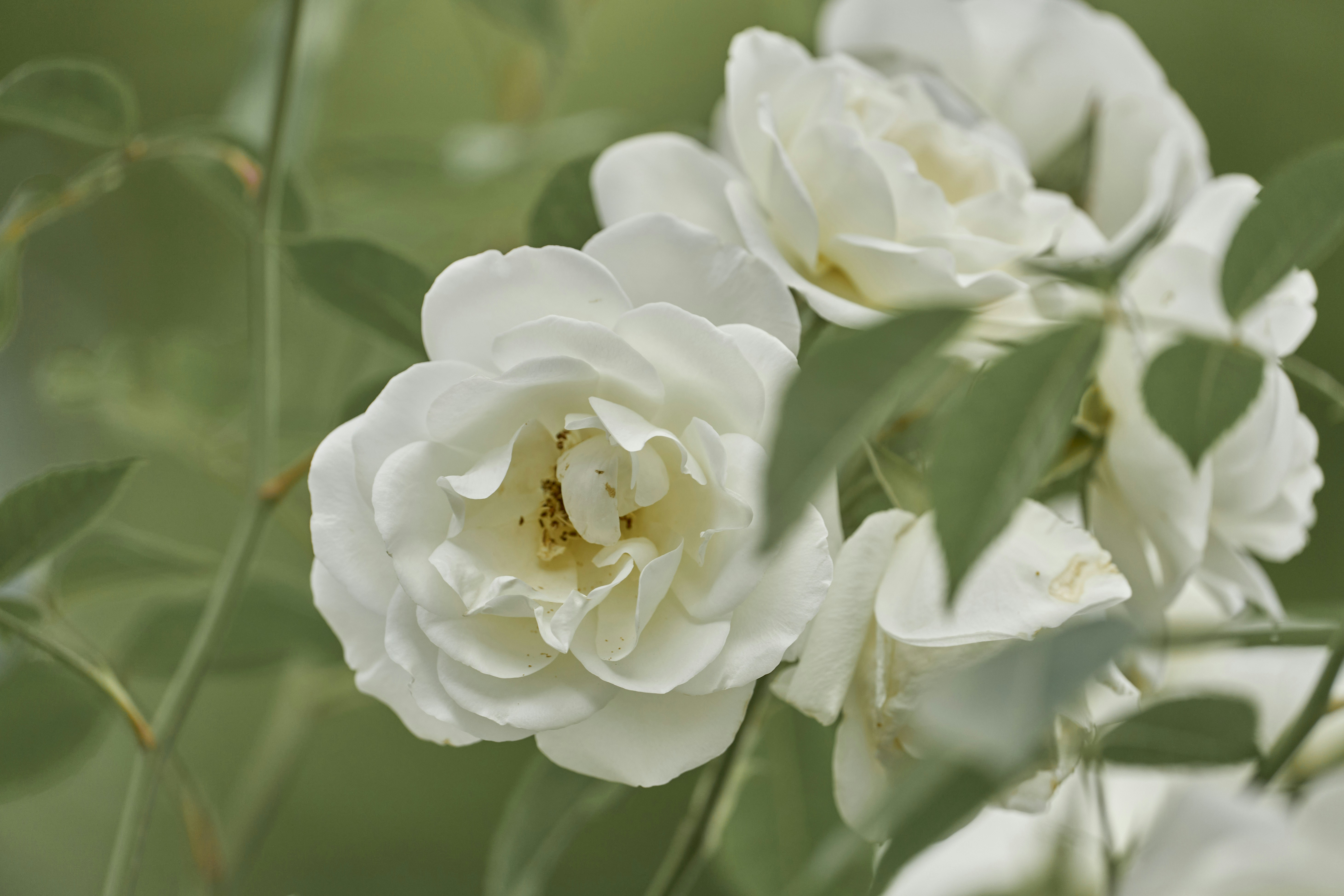 Delicate white roses interspersed with lush green leaves, showcasing nature's elegance in soft focus.