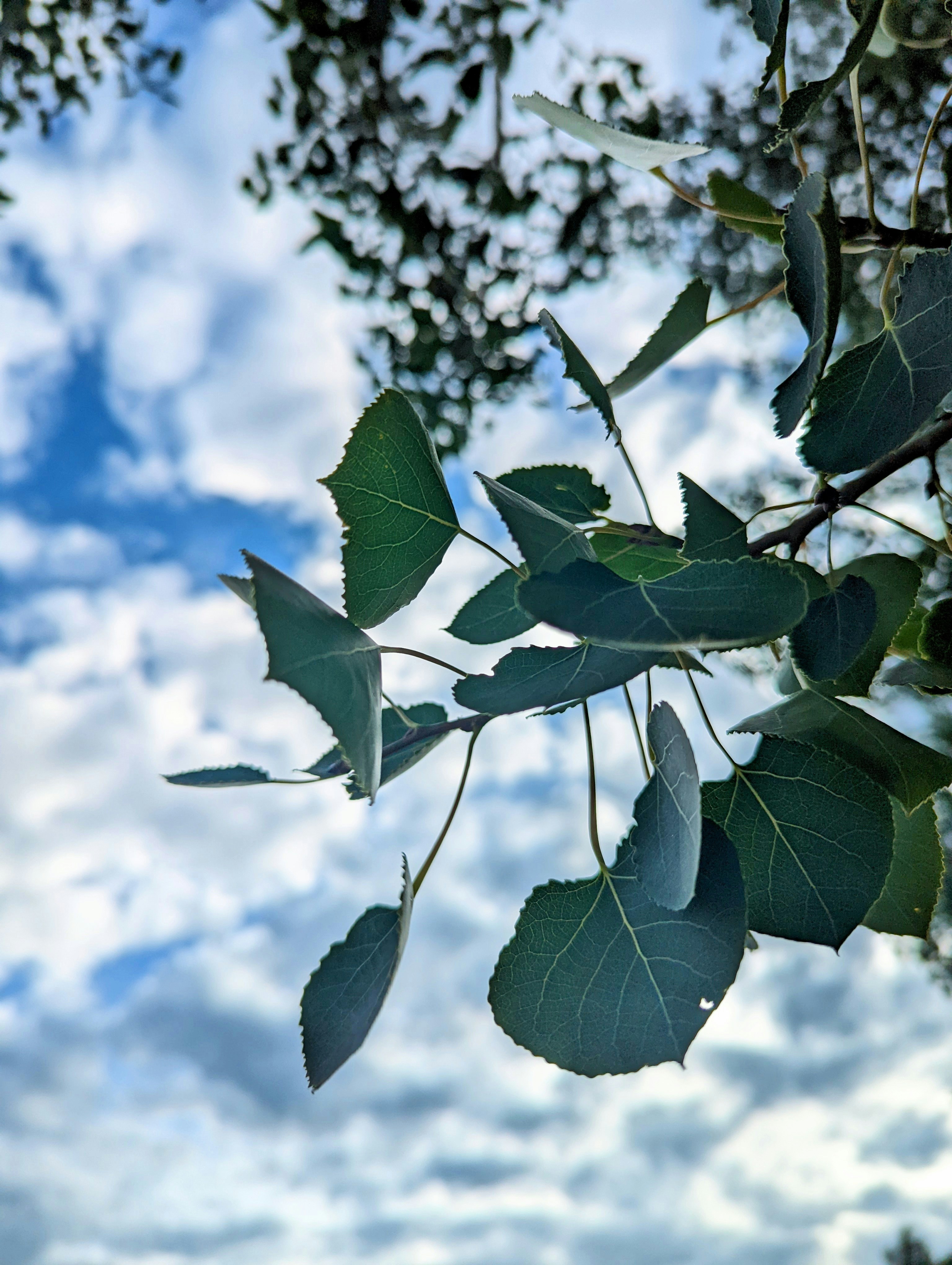 Veined Leaves Reach Toward a Patchwork Sky