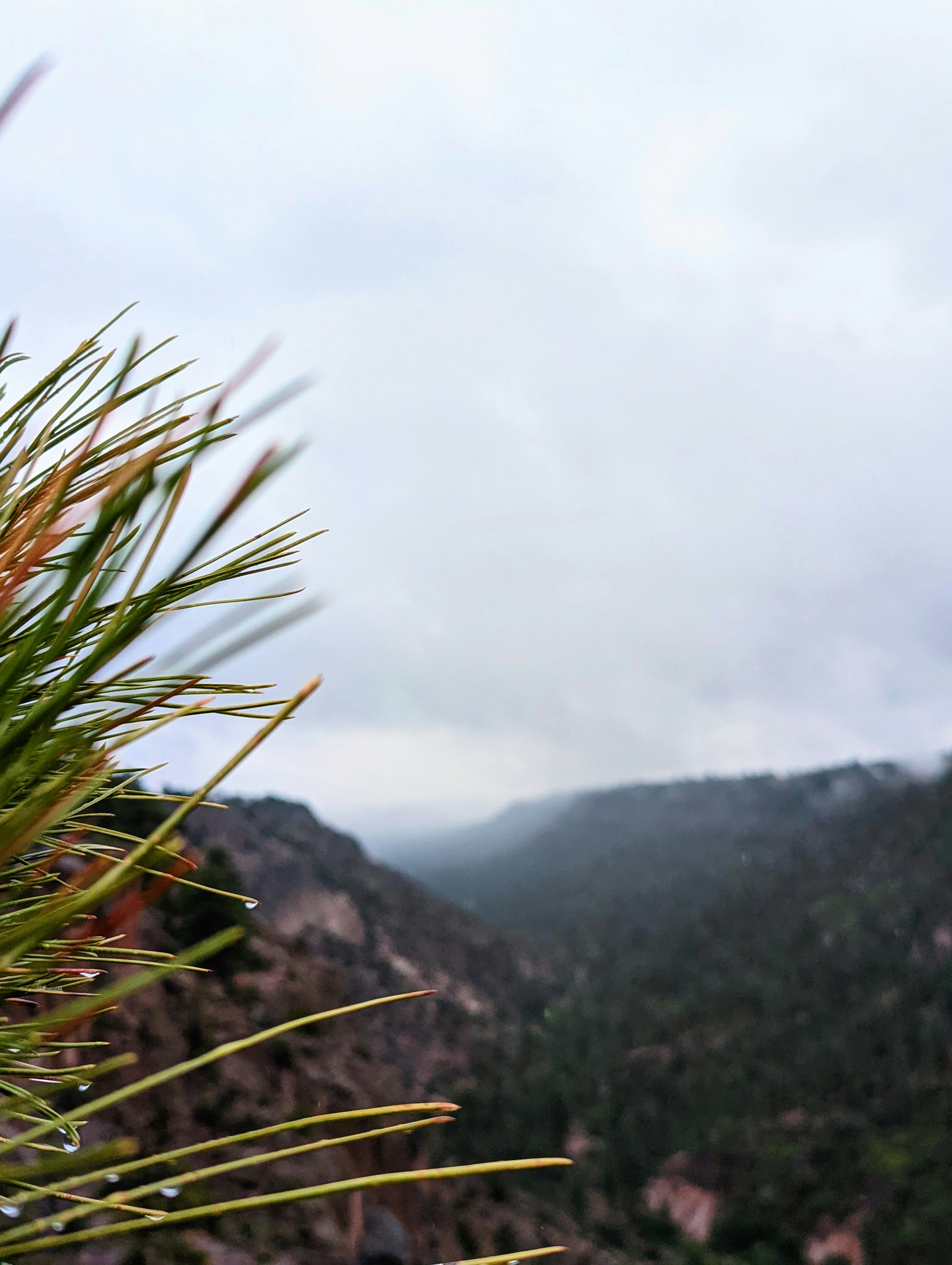 Needles in Focus: Dew-Dotted Pine Fronds Framing a Misty Canyon