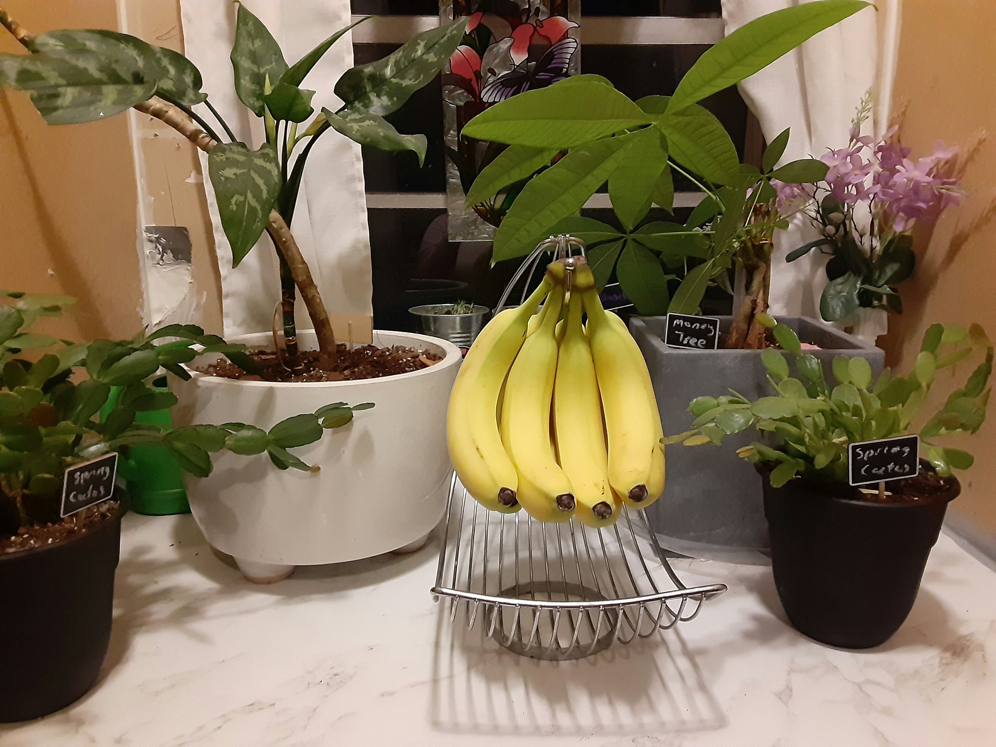 Bananas hang centrally on a metal rack in a bright kitchen, flanked by potted plants and a marble counter.