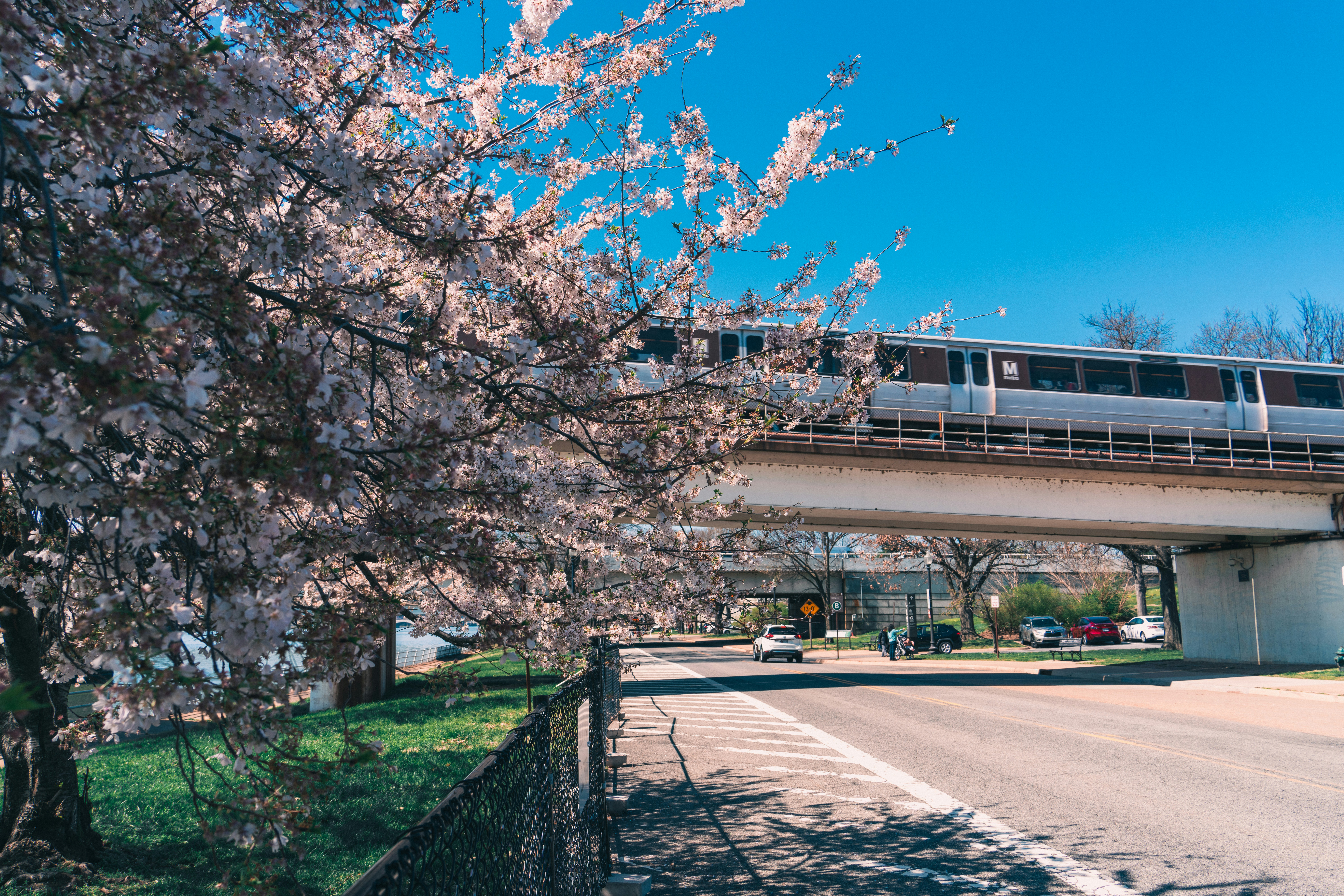 Overpass Commuter in Bloom