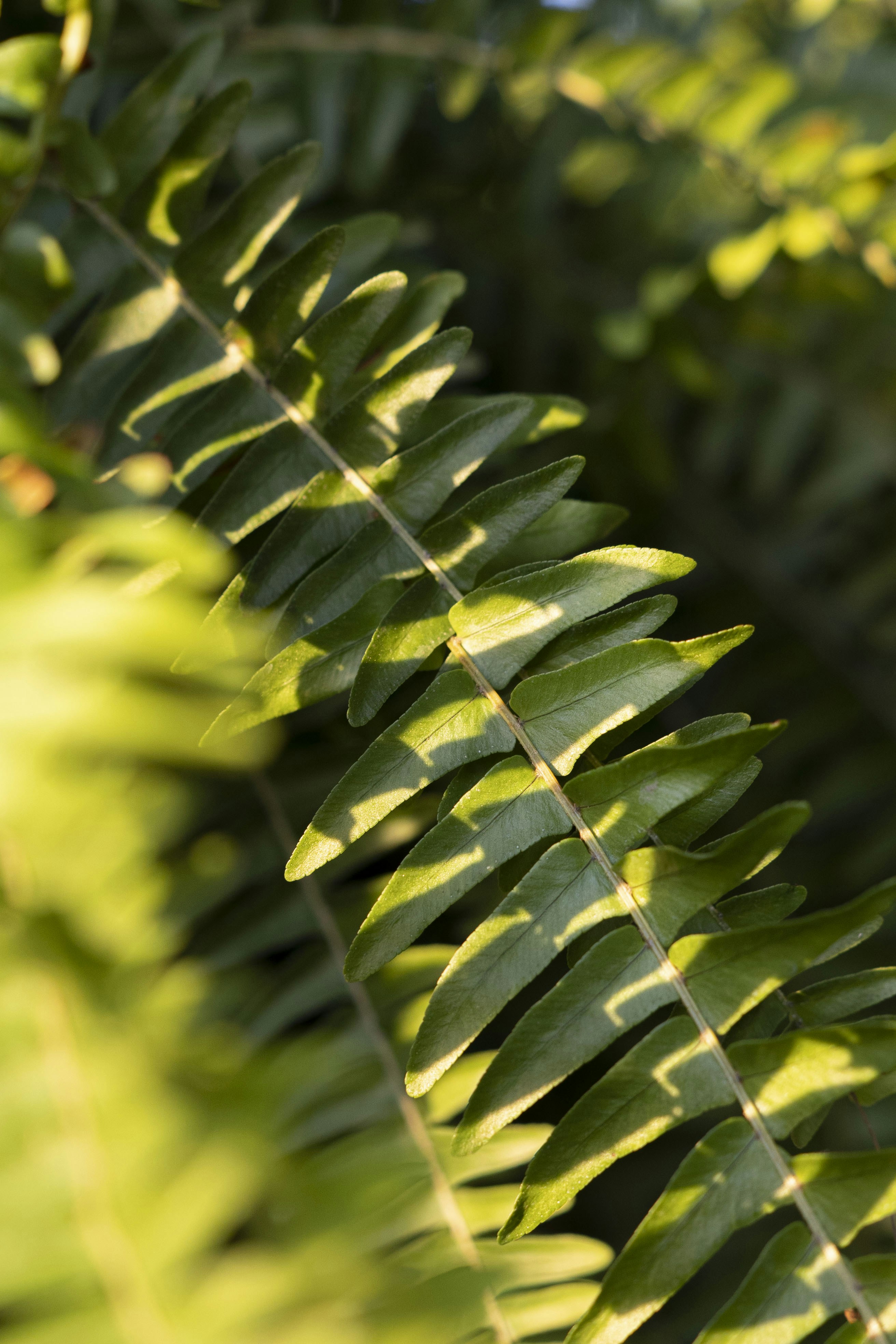 Close up of a plant photo – Free Fern Image on Unsplash