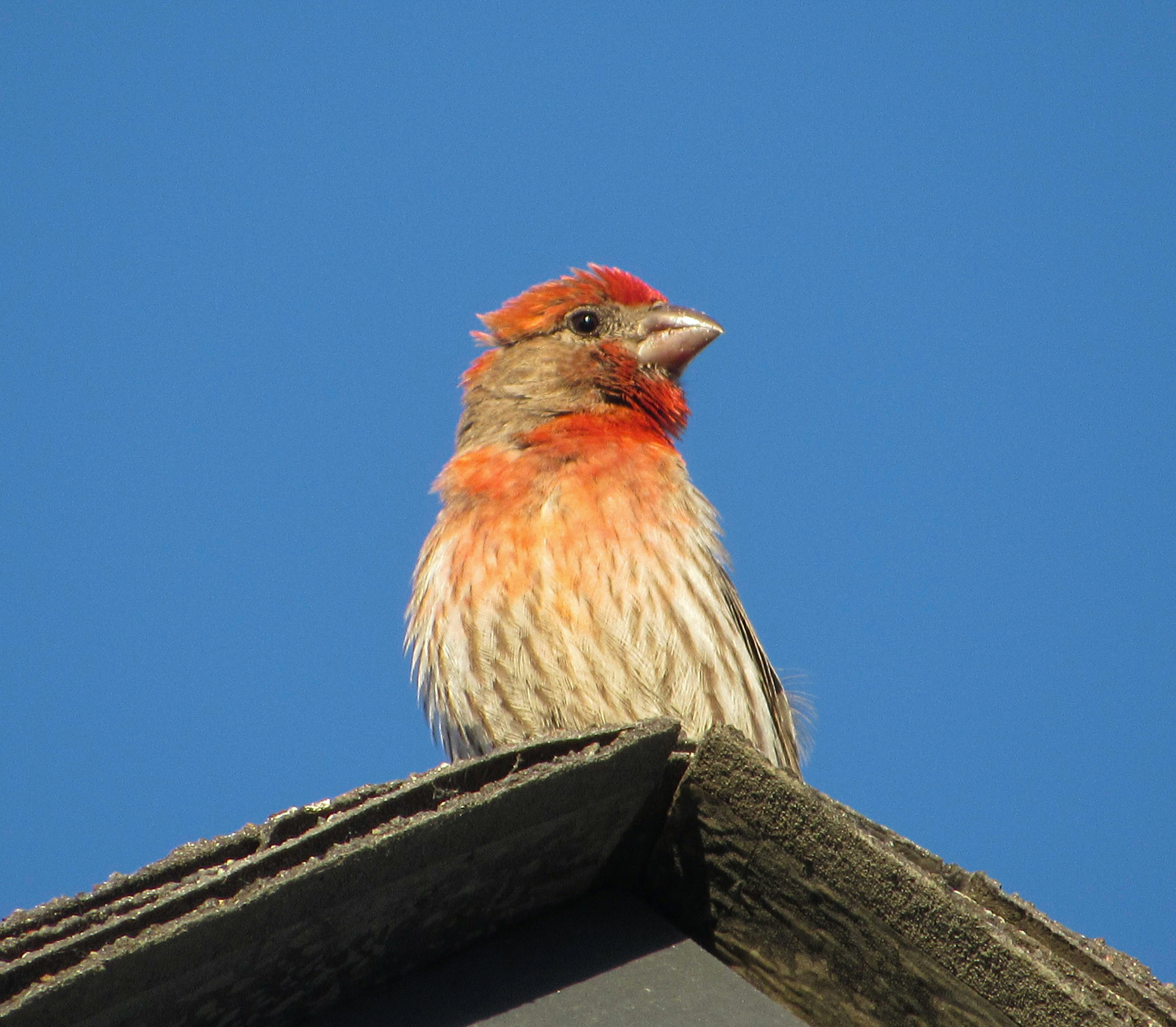 A bird on a roof photo – Free Bird Image on Unsplash