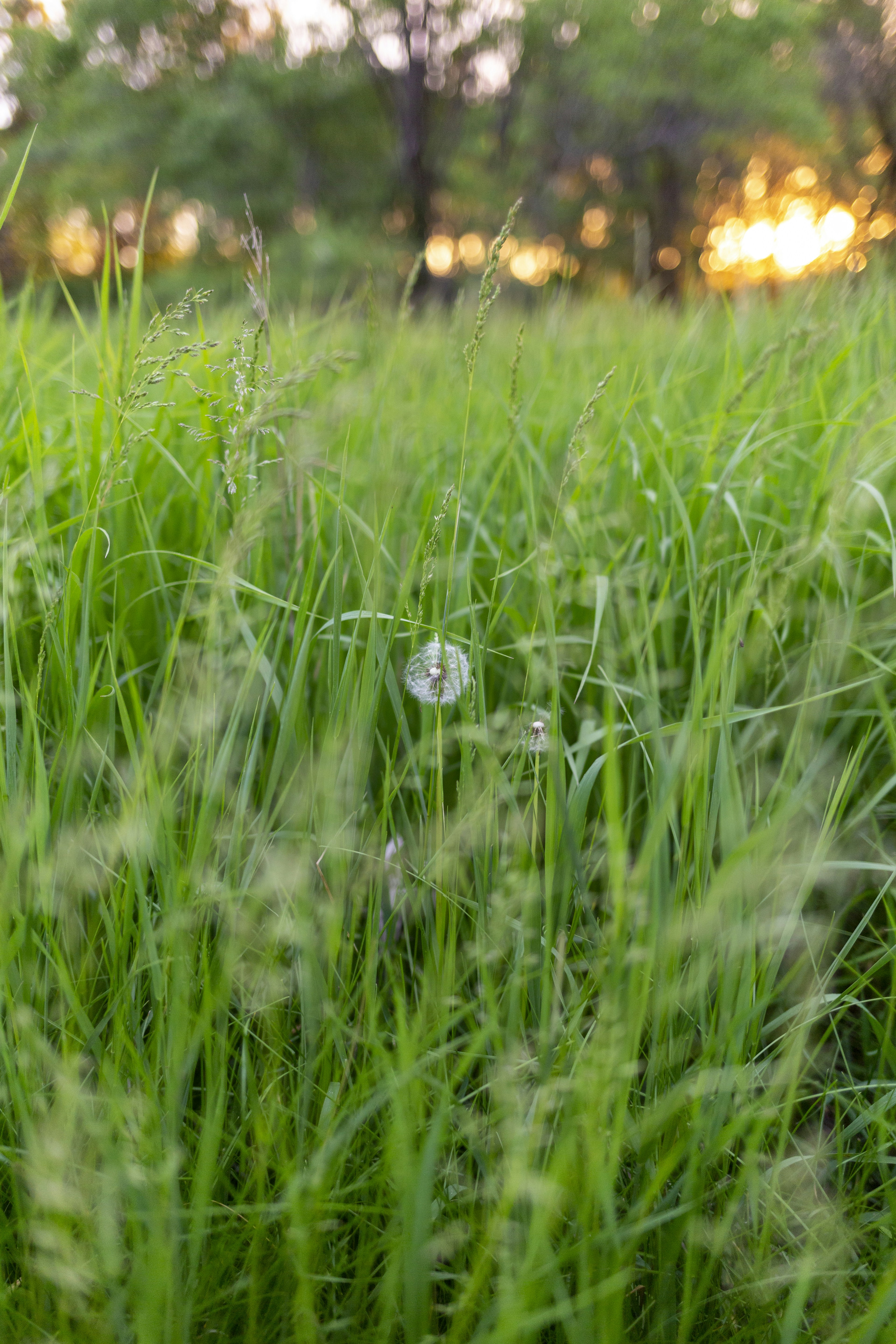 A dandelion in the grass.