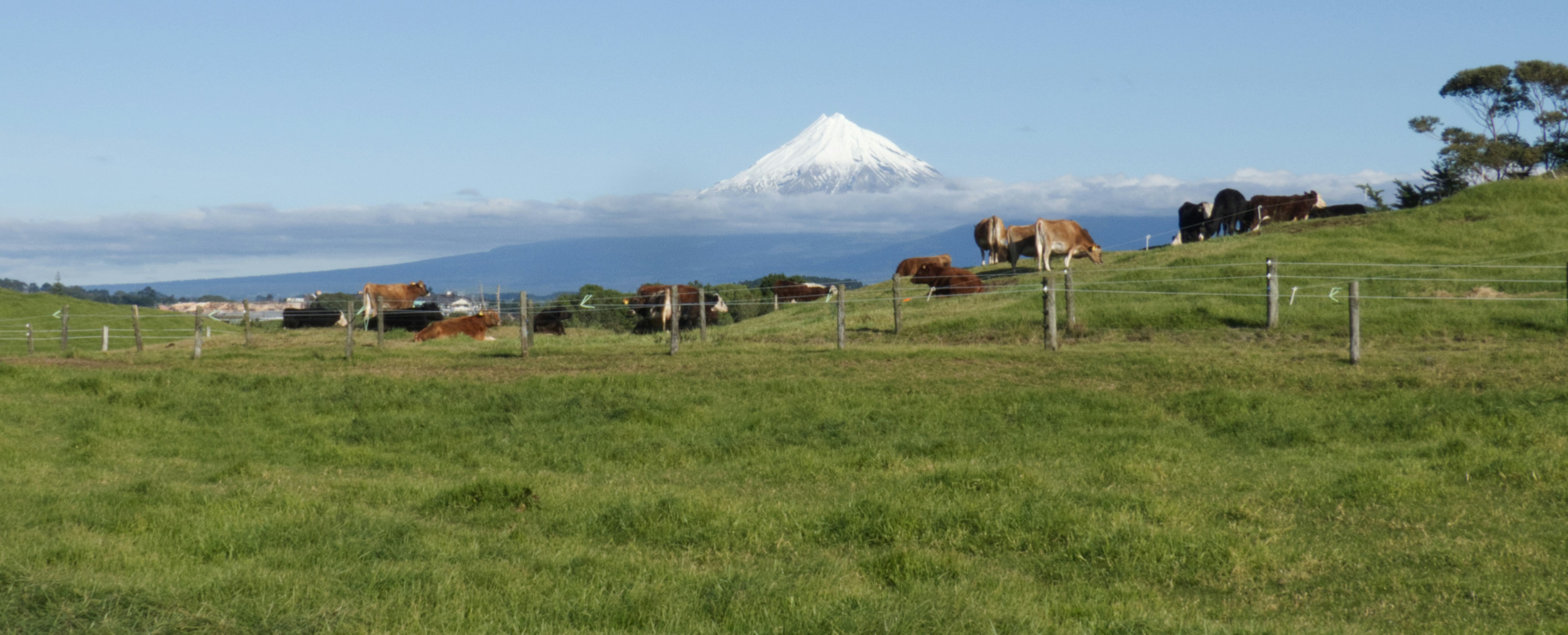 Verdant Pasture Under a Snow-Capped Sentinel