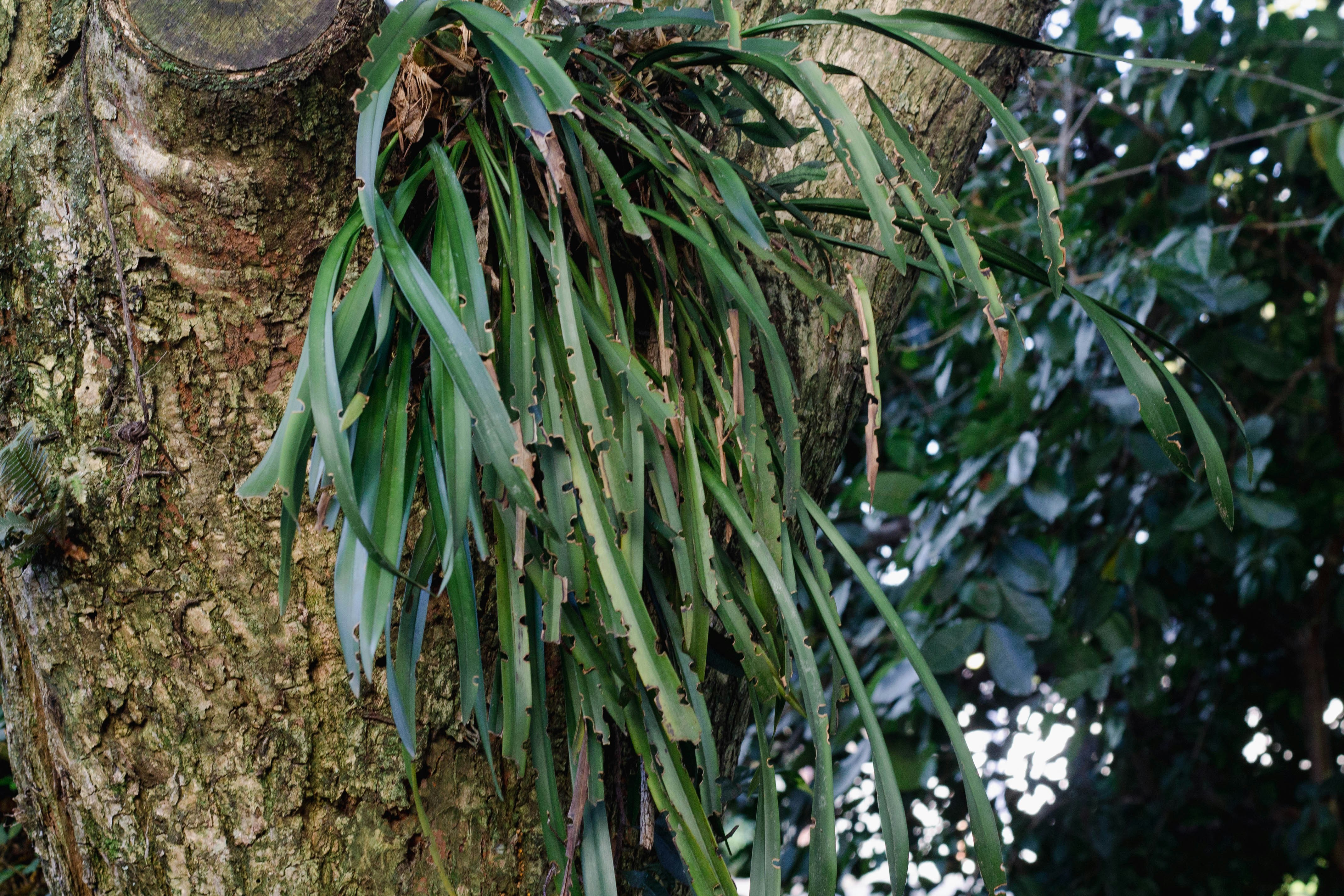 a close-up of some plants