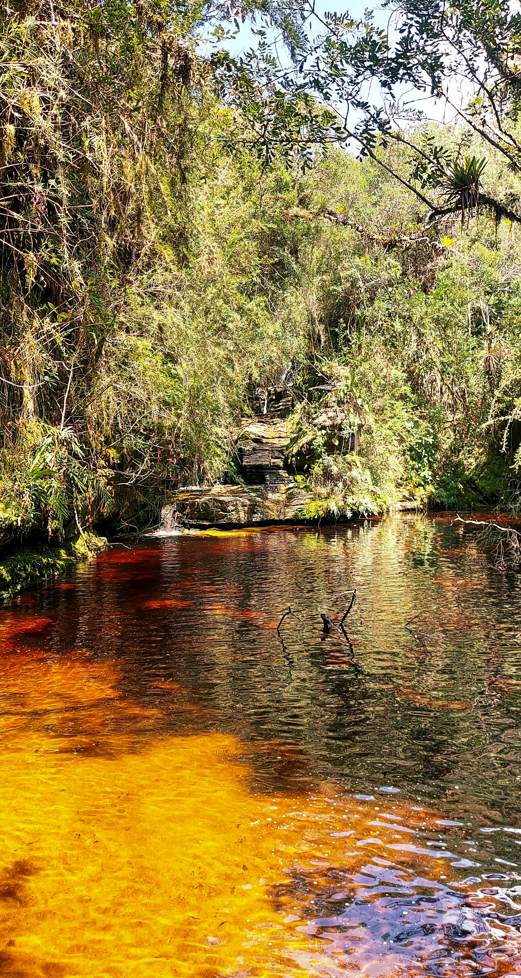 Amber Currents Winding Through a Lush Jungle River