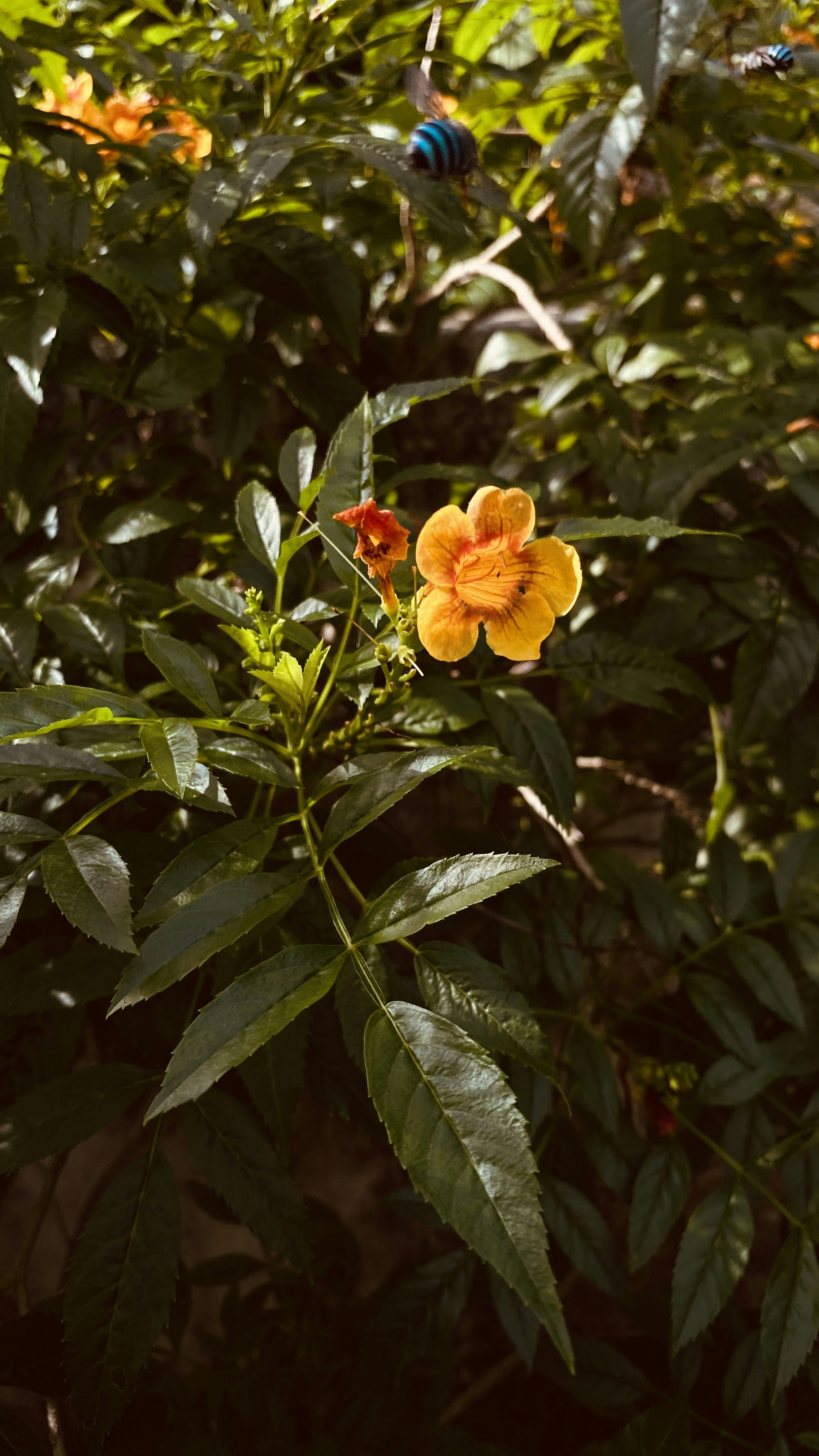 Sunlit Orange Hibiscus Amid Green Foliage