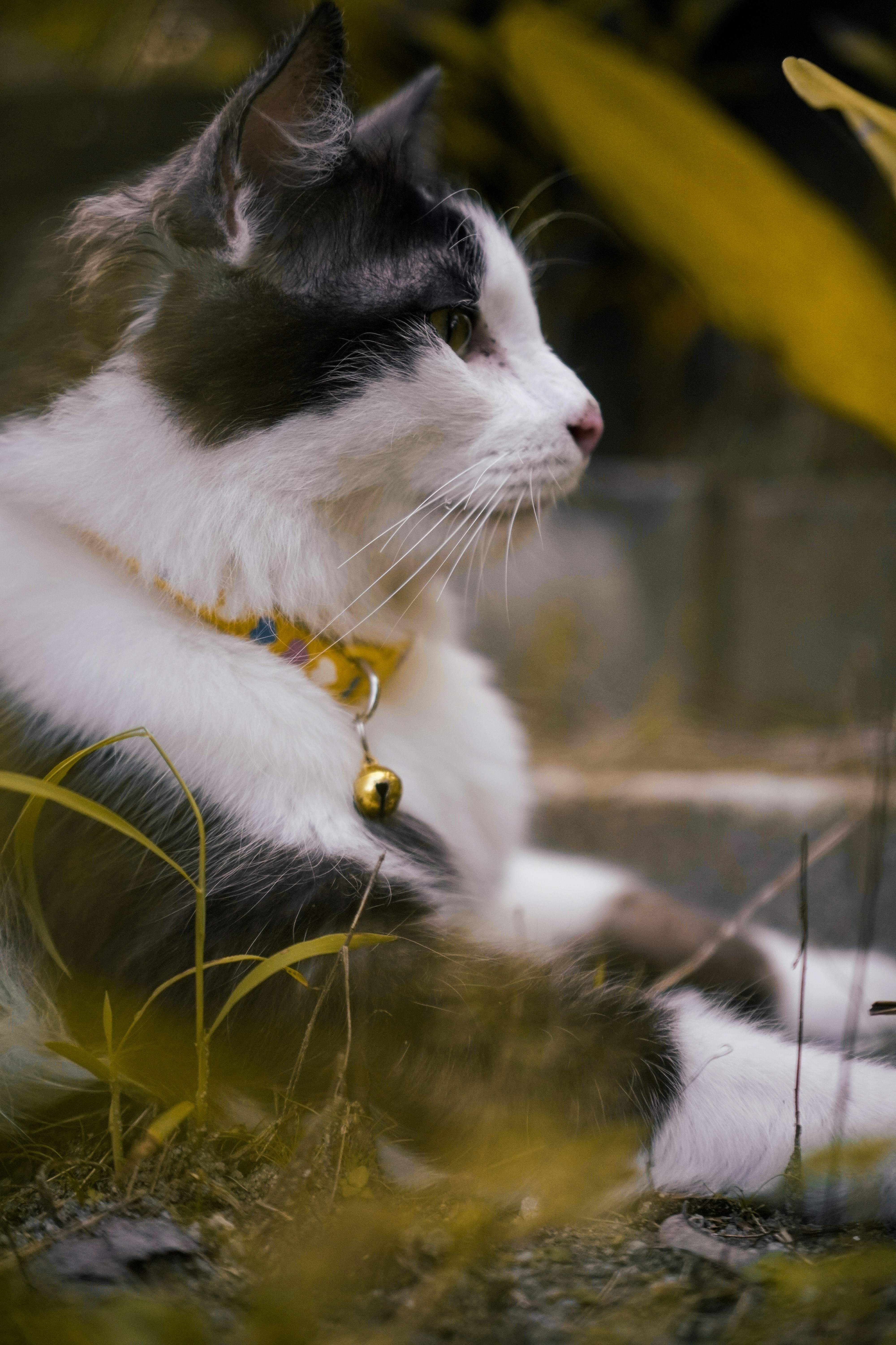Curious Cat in Soft Focus Garden Edge