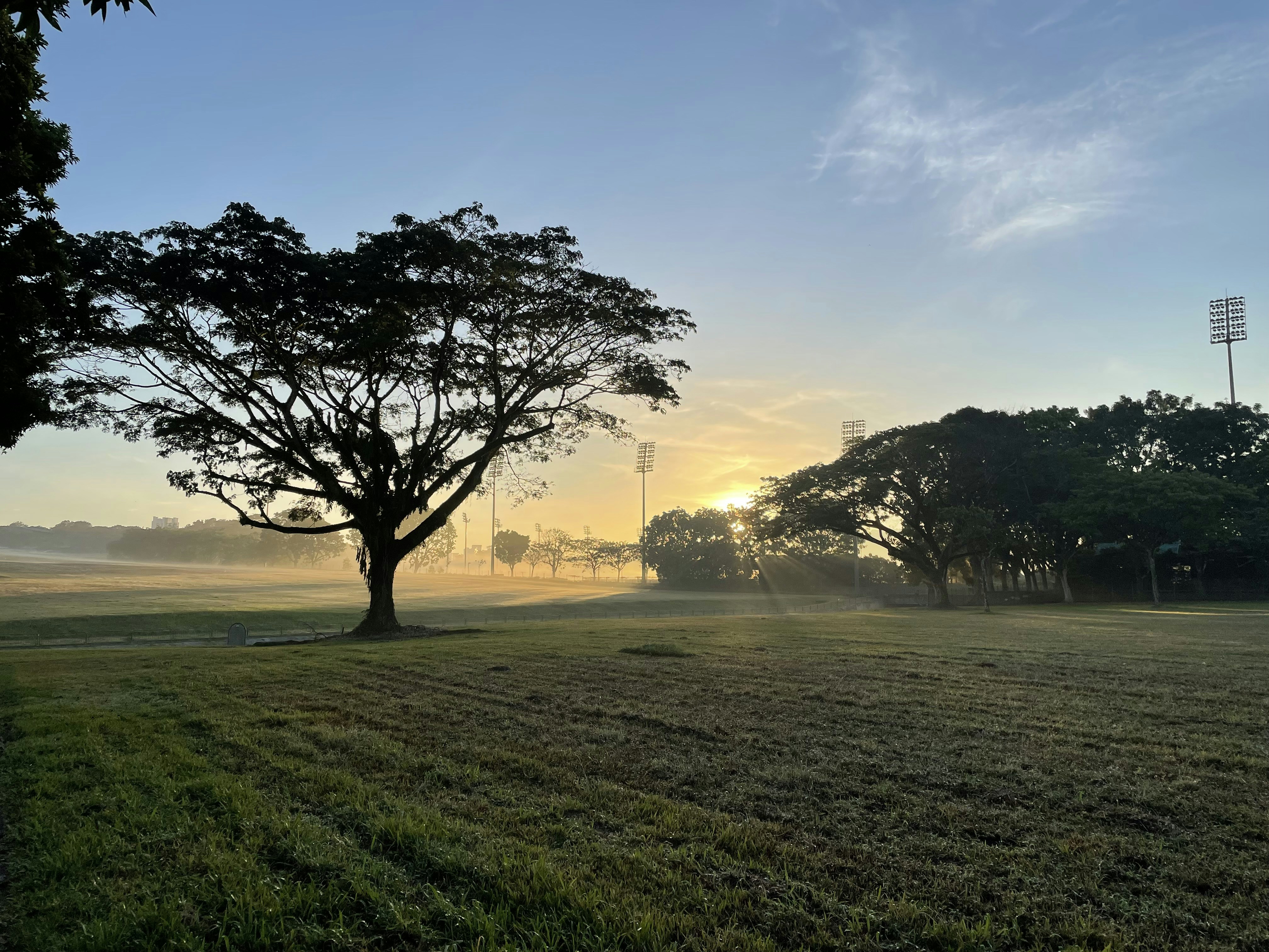 A tree in a field photo – Free Kranji station Image on Unsplash