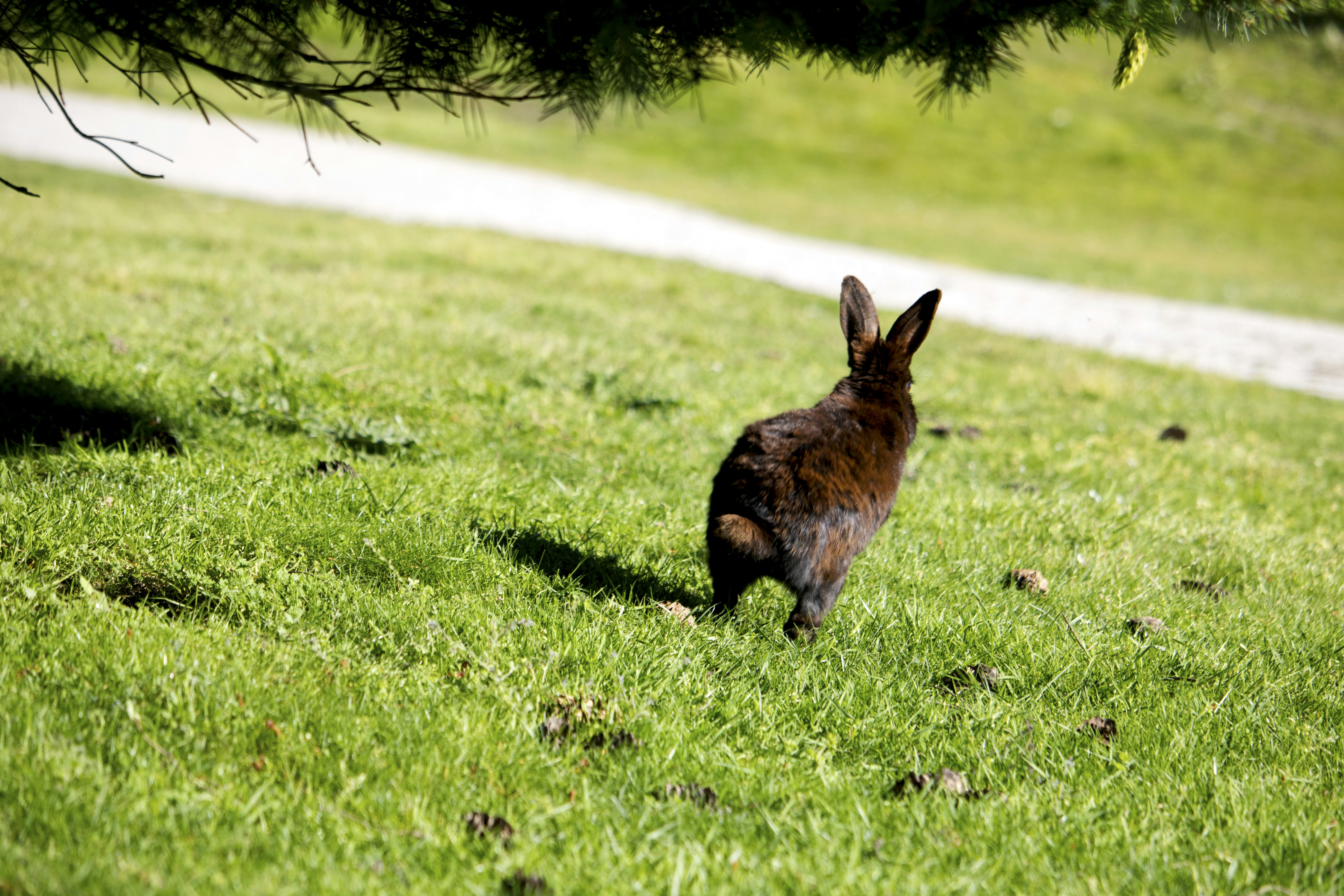 Sunlit Meadow Dash: A Rabbit Pauses on a Park Path