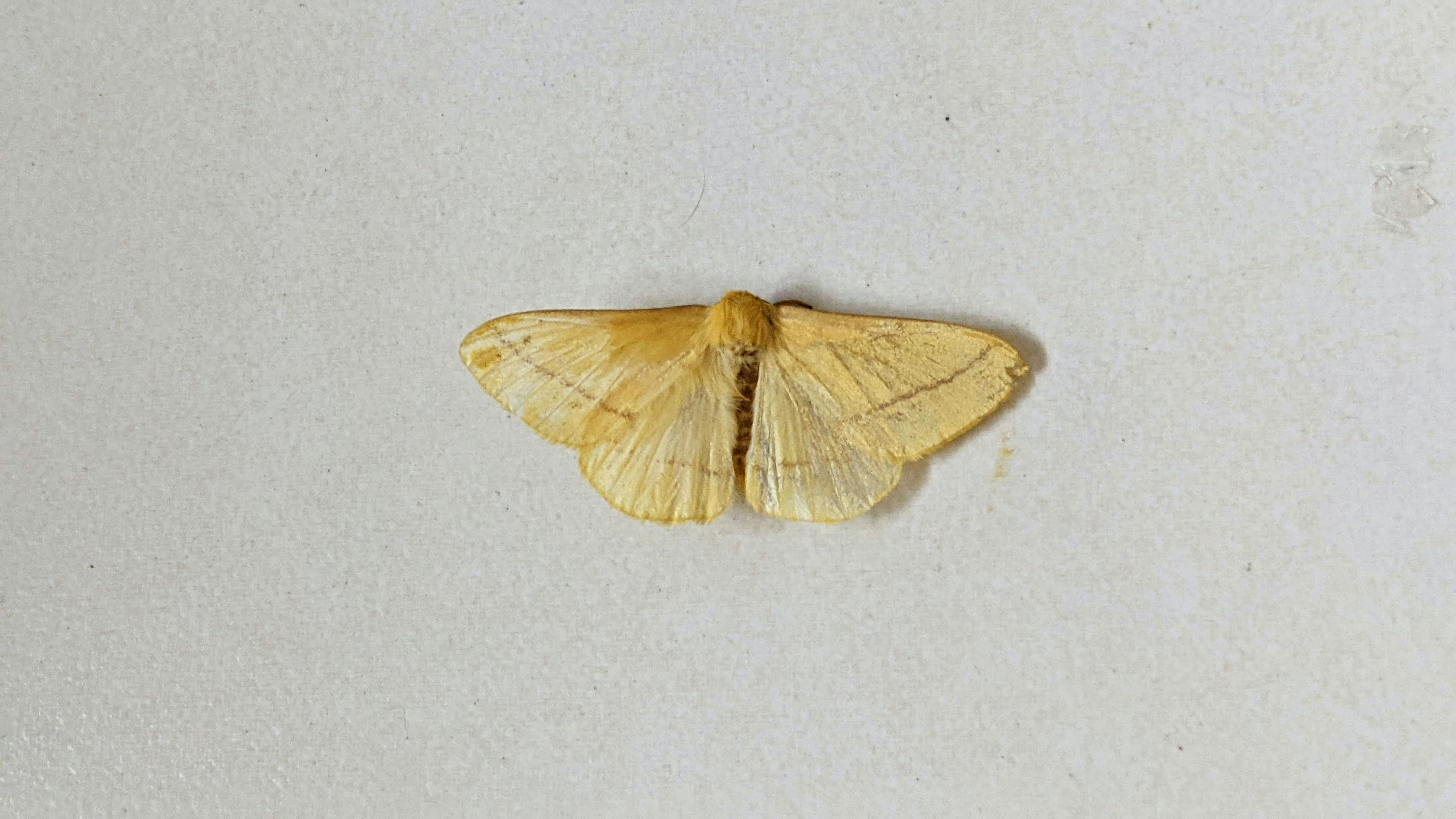 Delicate yellow moth resting on a light surface, showcasing its intricate wing patterns and textures.
