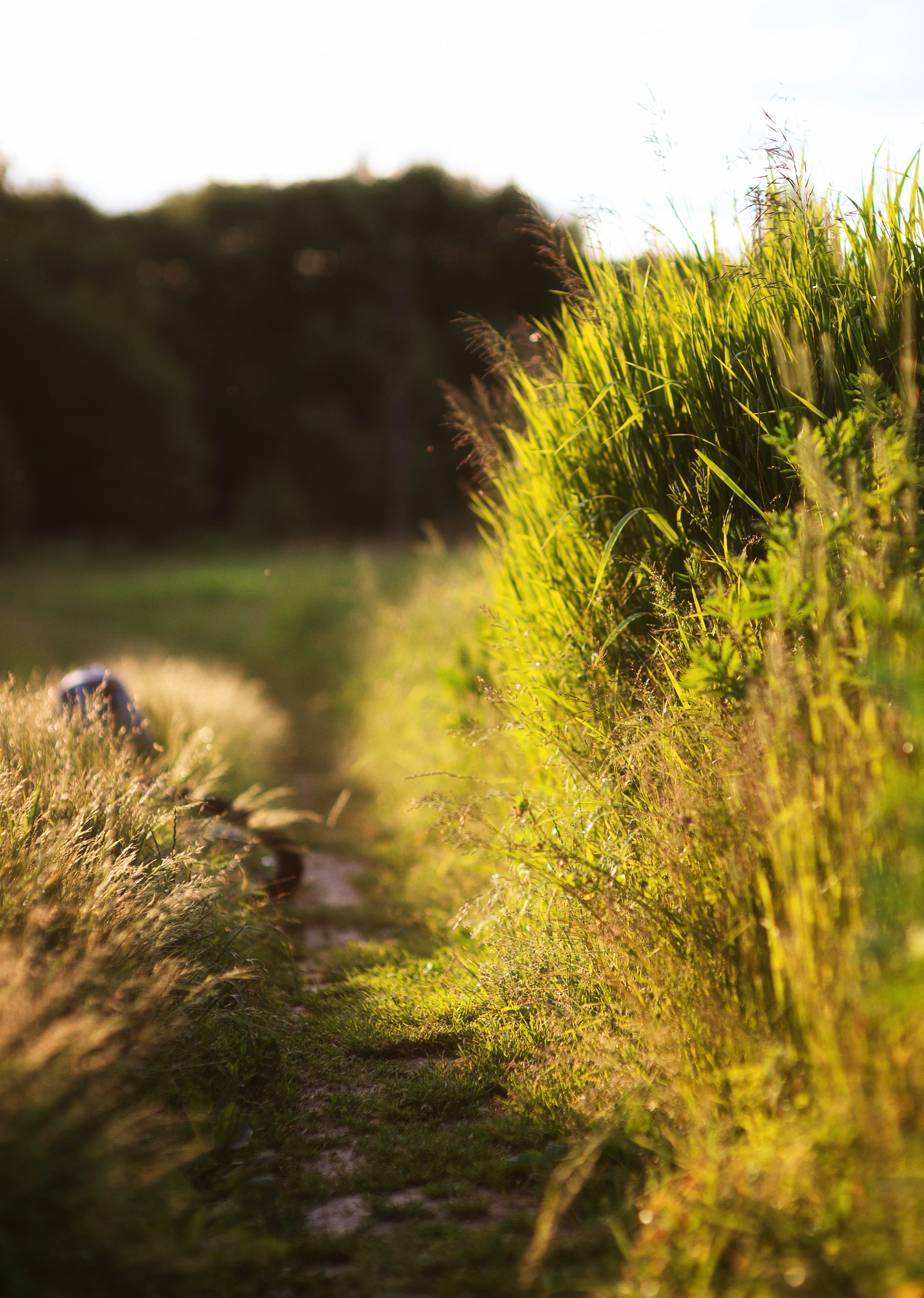 Golden Verge Path: Backlit Grasses Along a Quiet Corridor