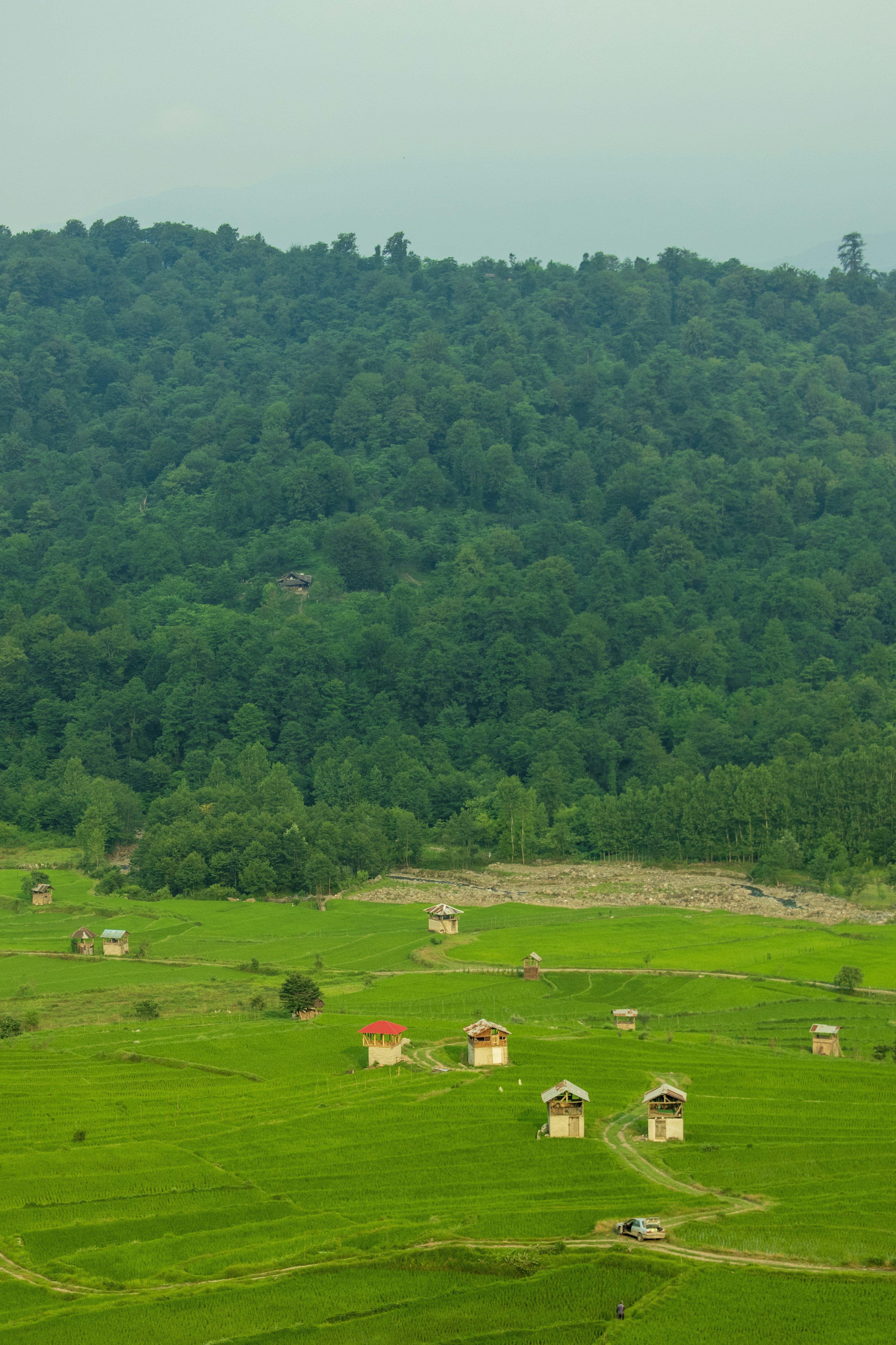 Lush green rice fields dotted with quaint houses under a misty sky. The landscape showcases the harmony between nature and rural architecture.