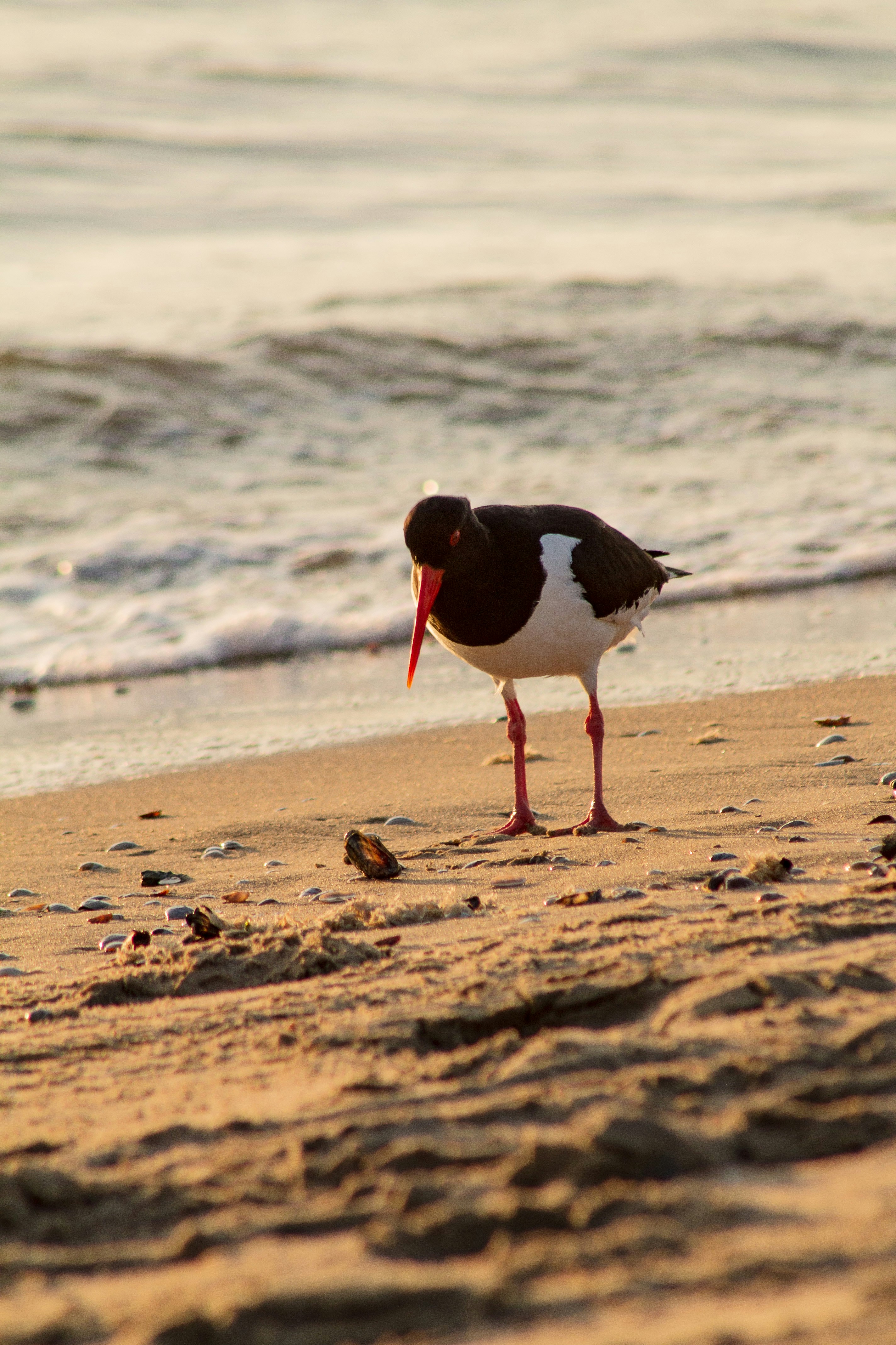 Oystercatcher foraging on sandy beach near gentle waves, showcasing its striking black and white plumage and bright orange beak.