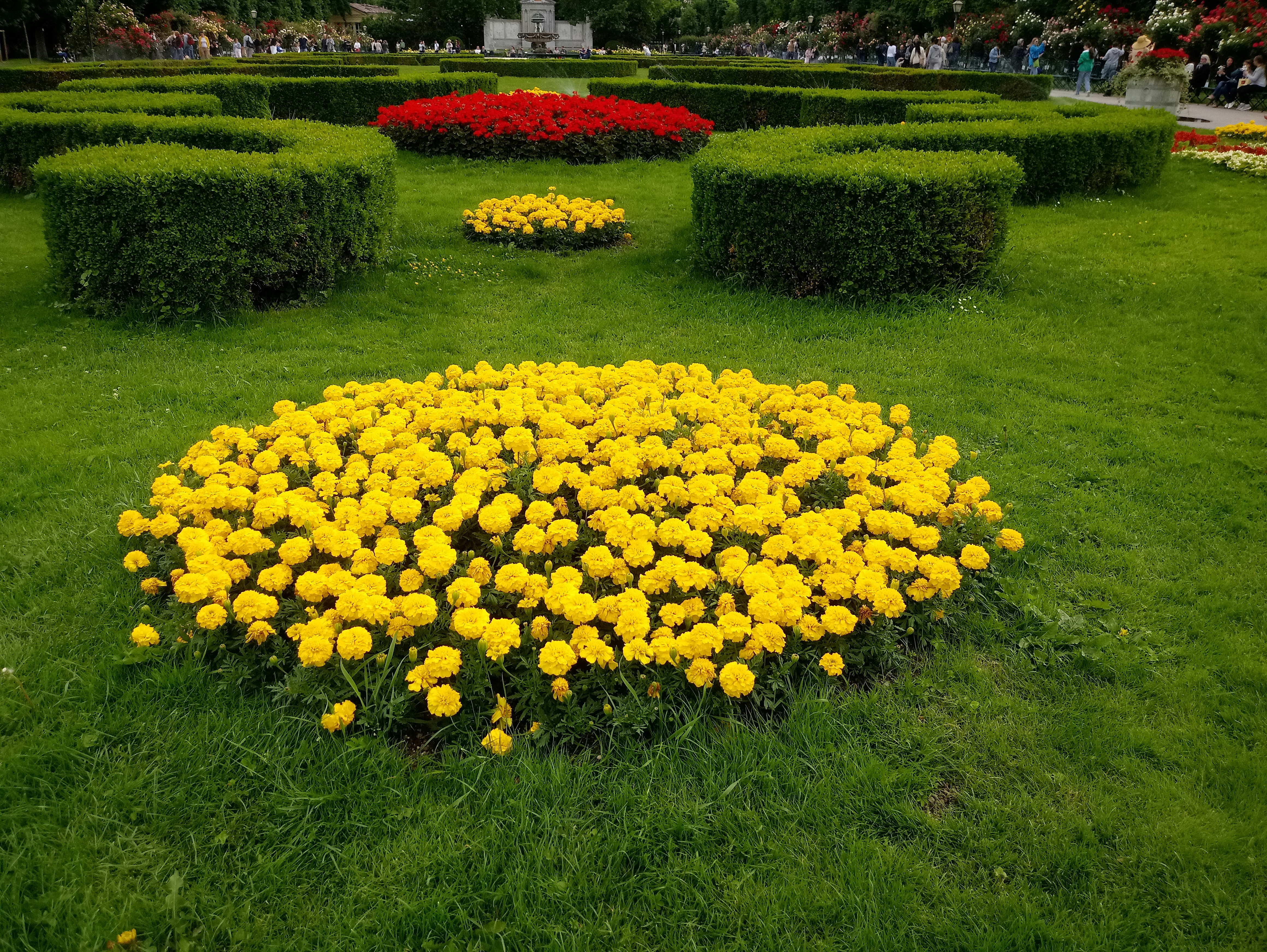 Radiant Rings of Yellow: A Tranquil Garden in Full Bloom