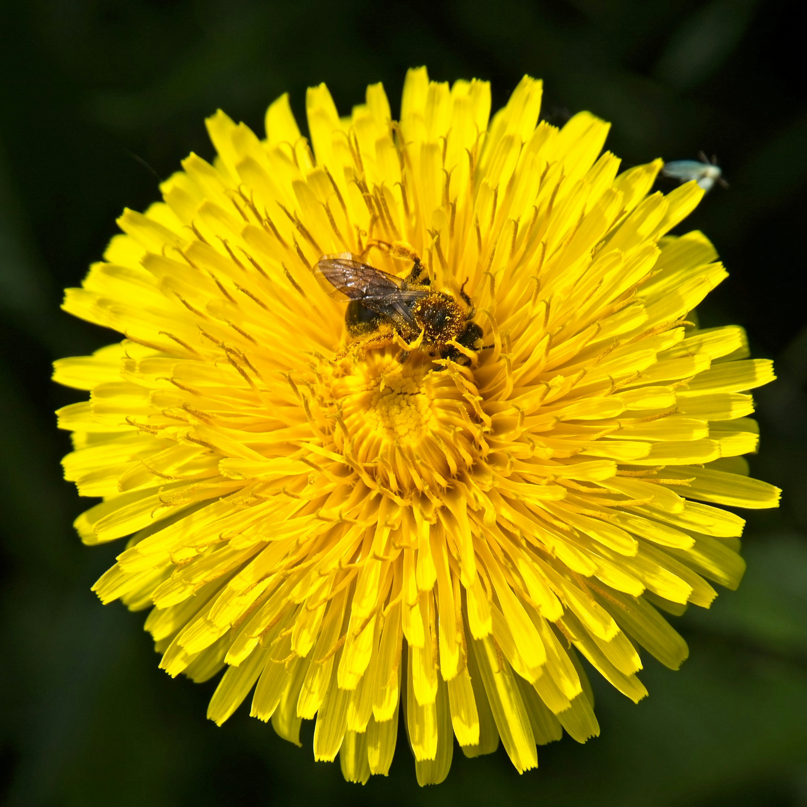 Bee at the Core of a Golden Bloom