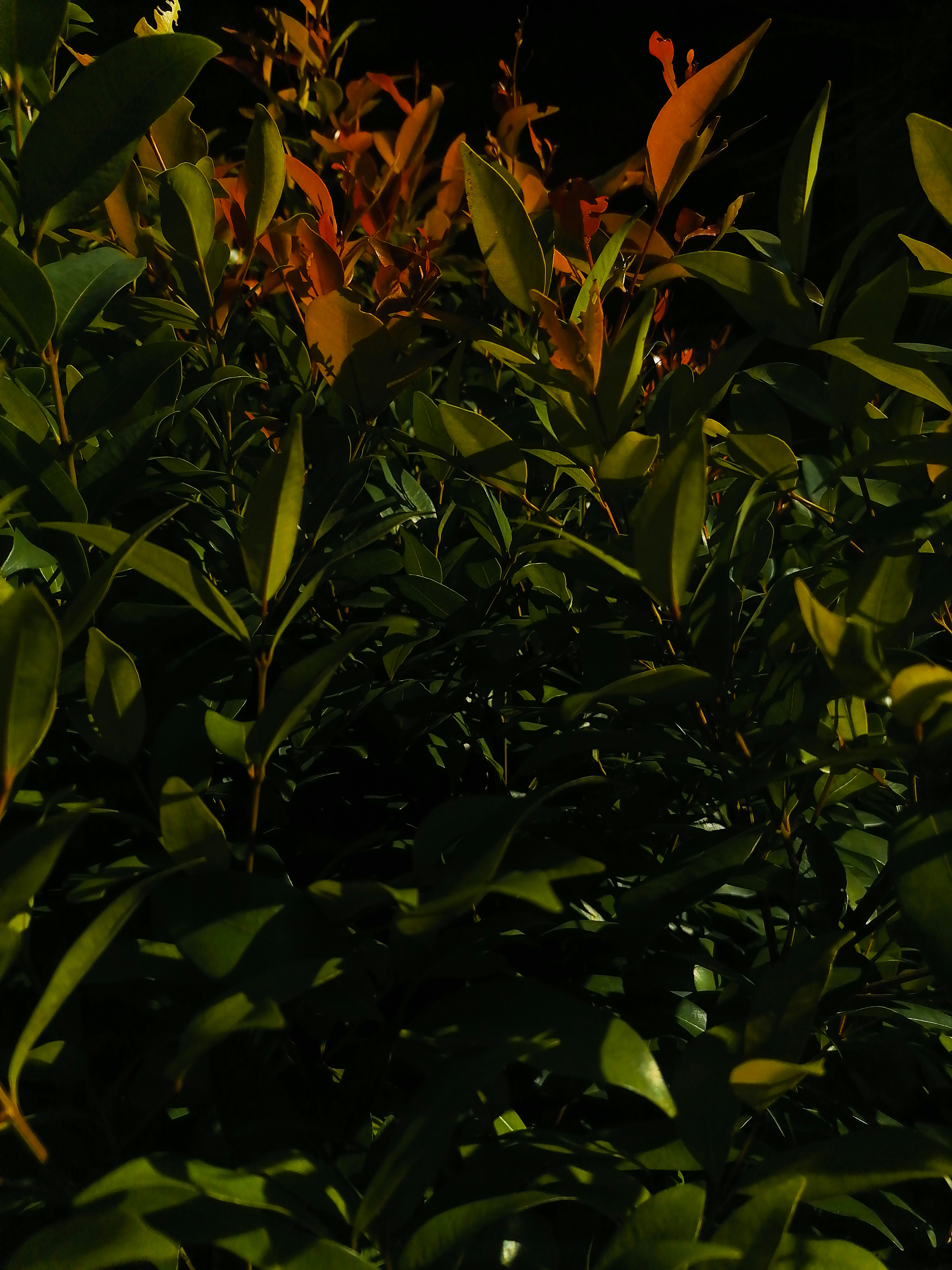 A close up of a plant photo – Free High contrast Image on Unsplash
