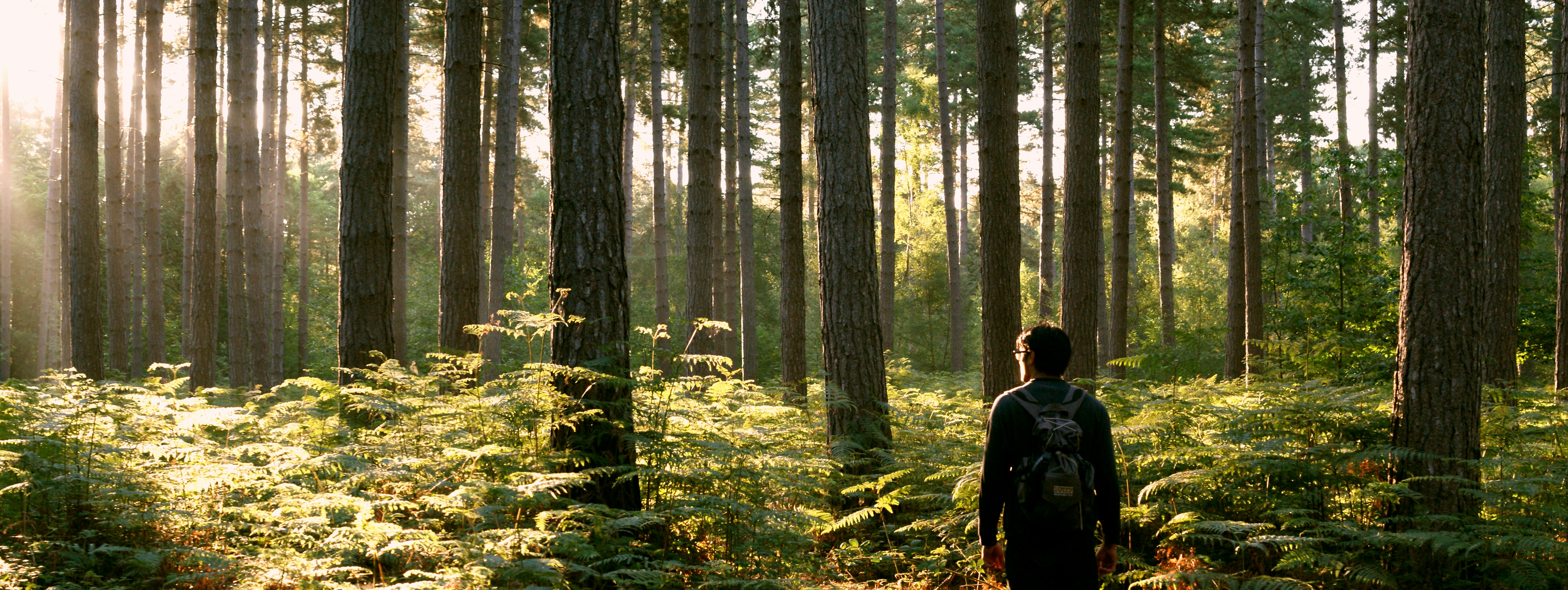 Sunlit Corridor: A Lone Hiker Among Towering Pines