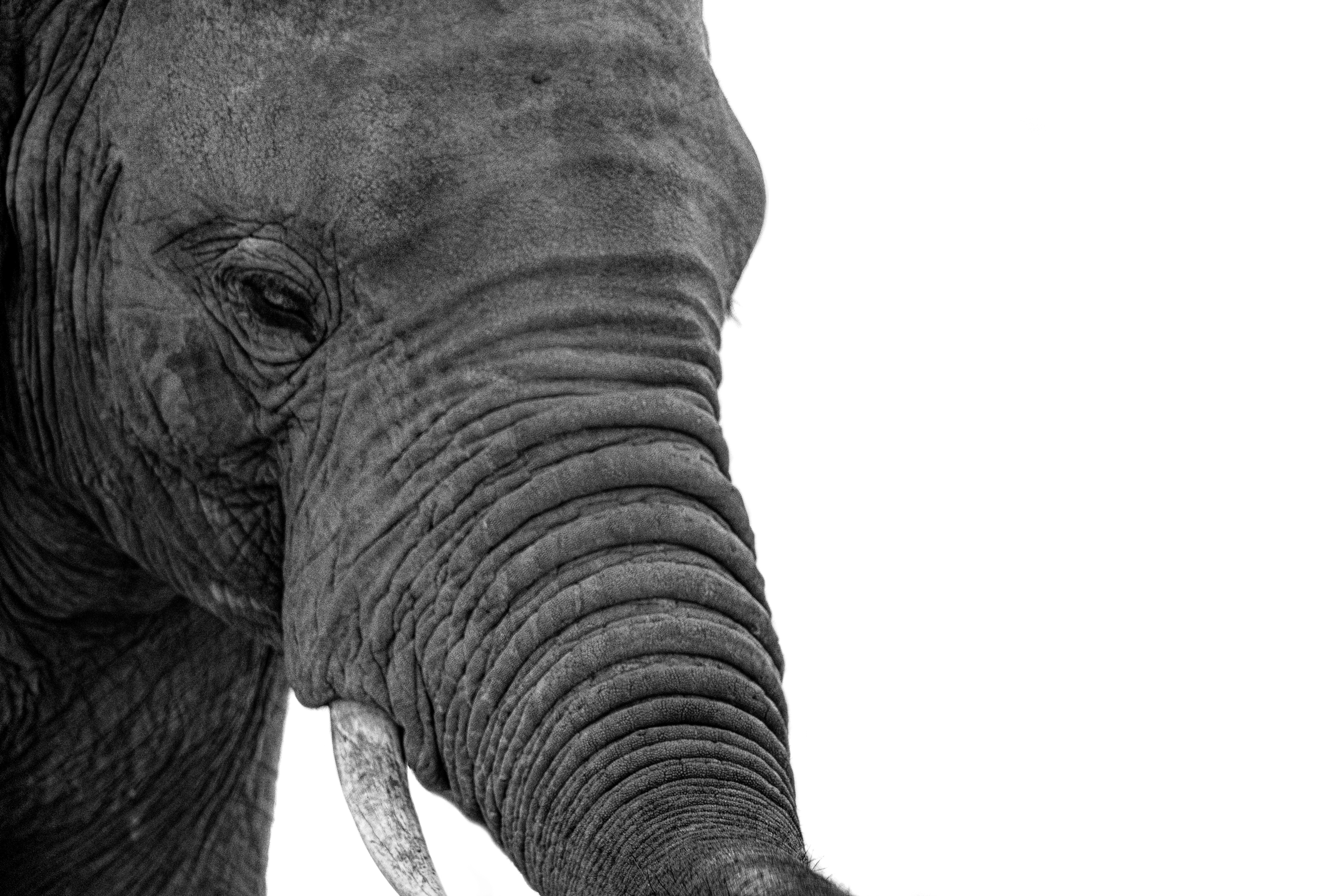 an elephant with its trunk up