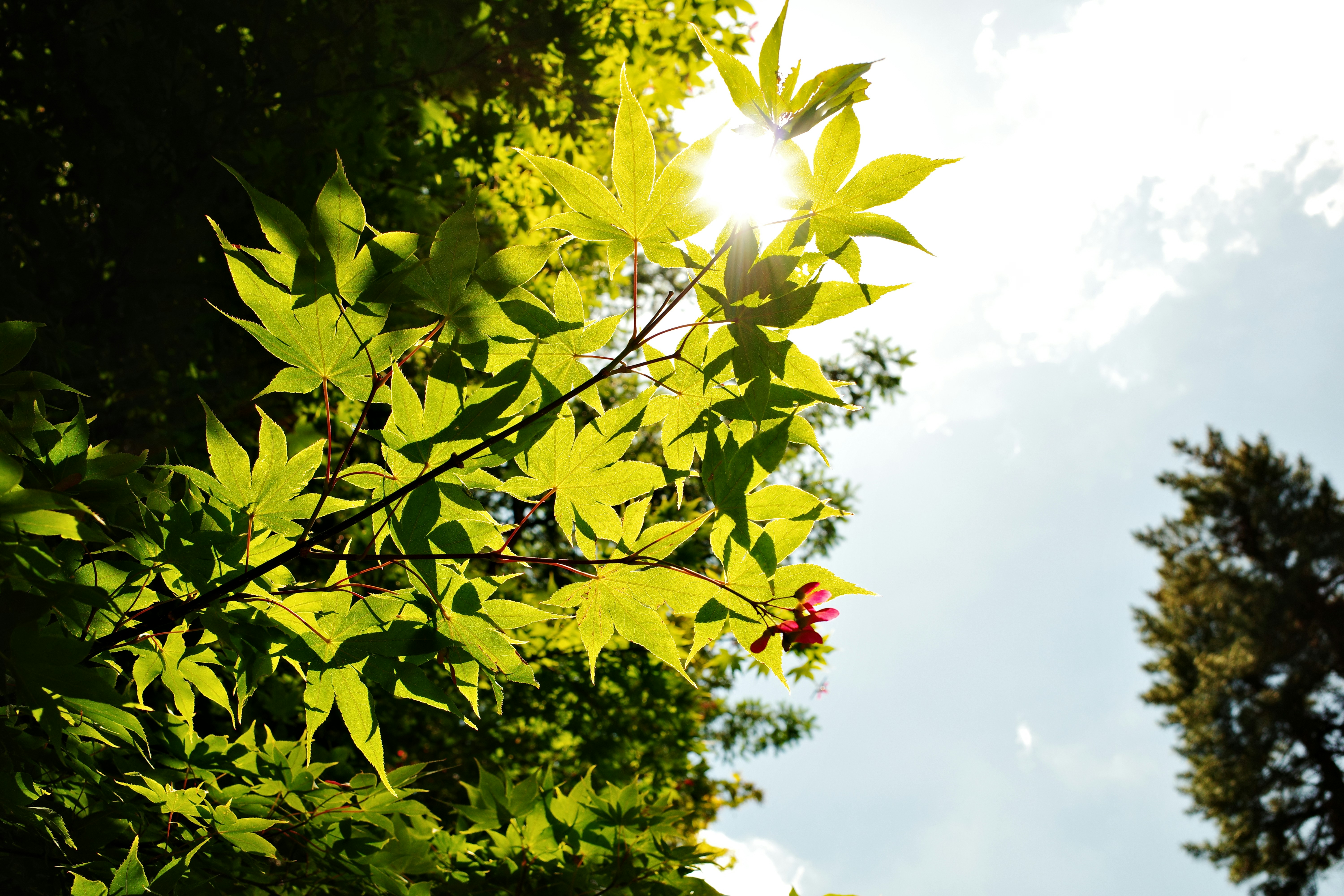 a group of trees with the sun shining through the leaves