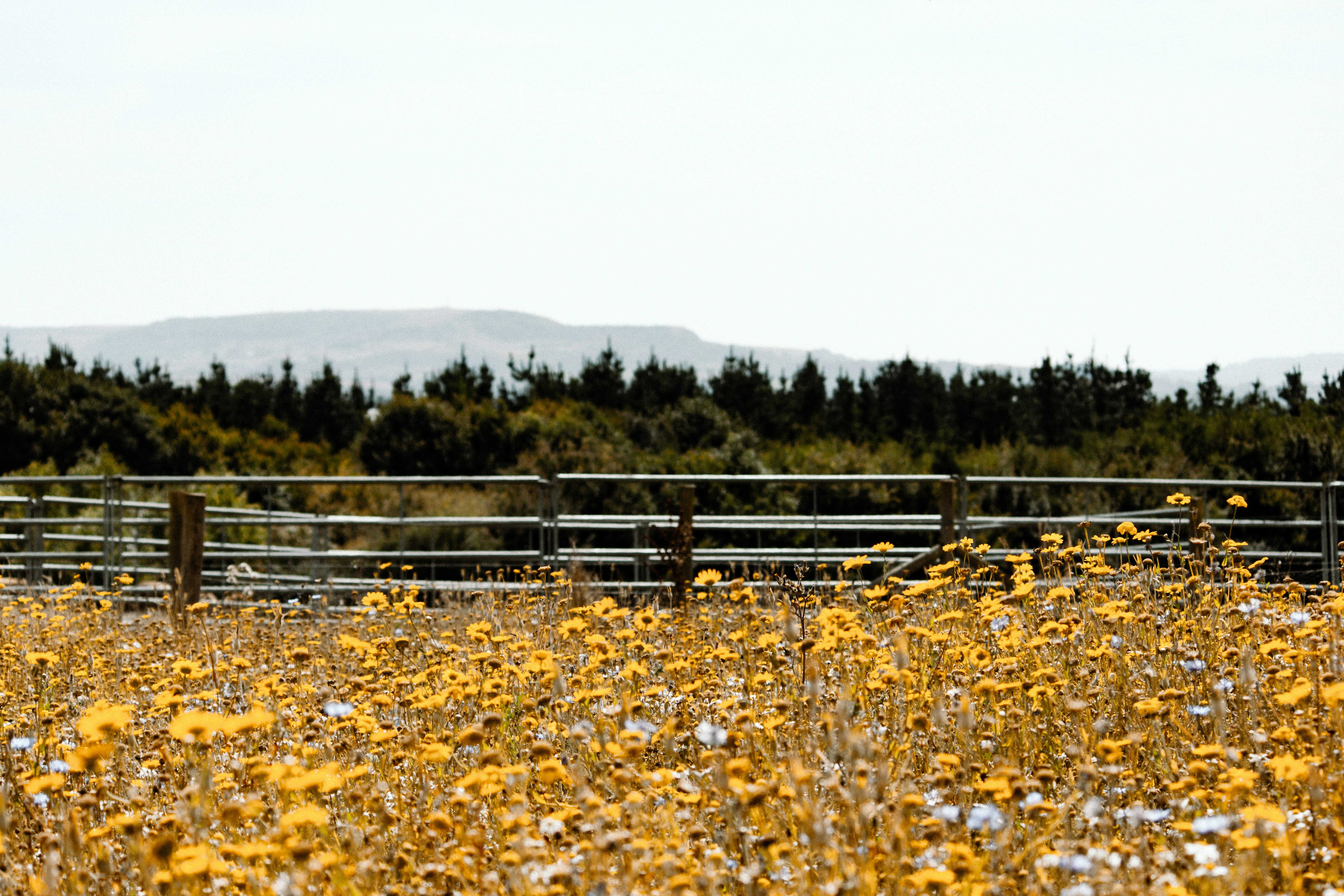 Golden Field Fringe: Yellow Blooms, Wooden Fence, and Distant Ridges
