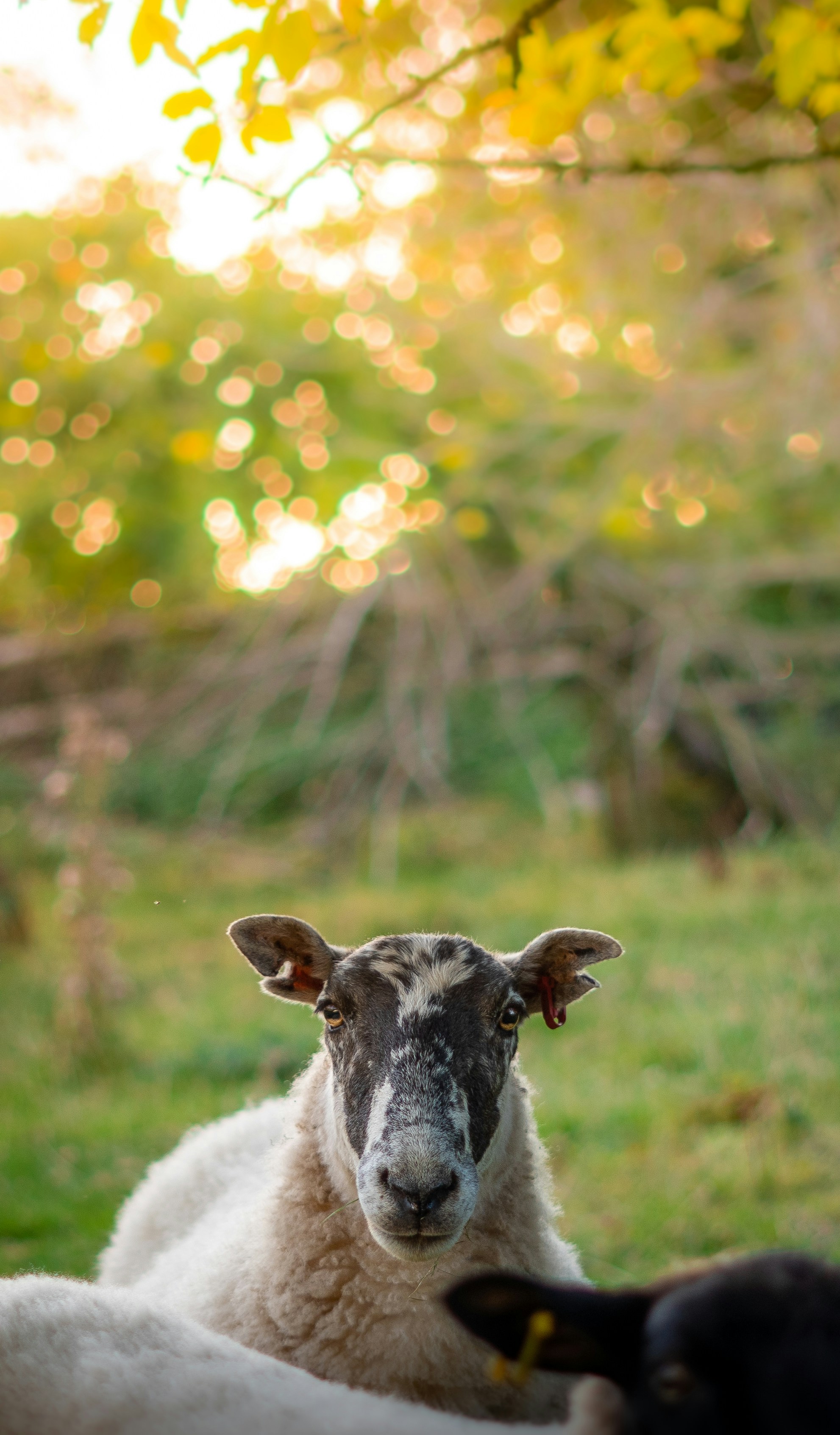 Une chèvre couchée dans l’herbe photo – Photo Mouton Gratuite sur Unsplash
