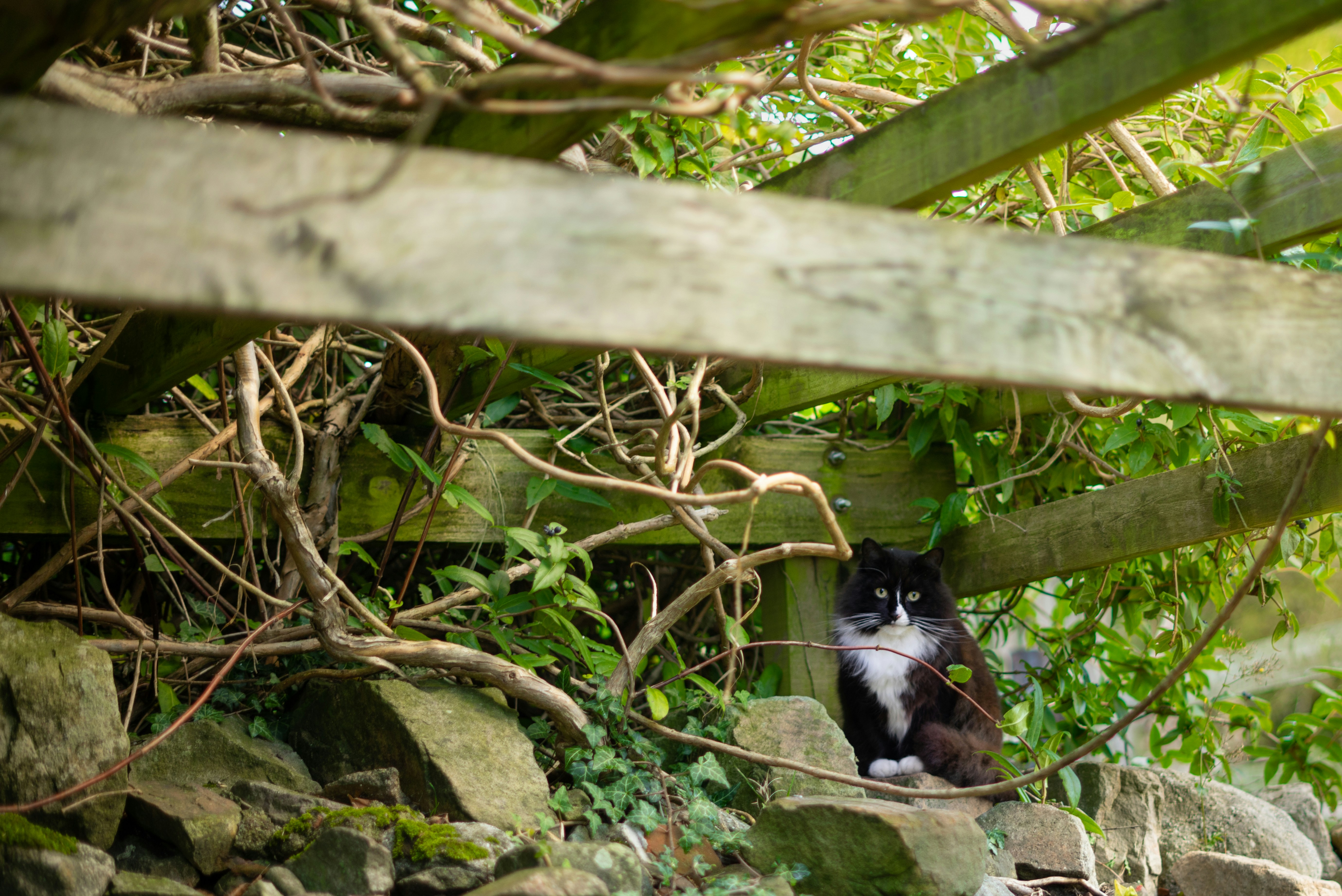 Cat in the Green Veil: a Quiet Observer Among Stone and Vine