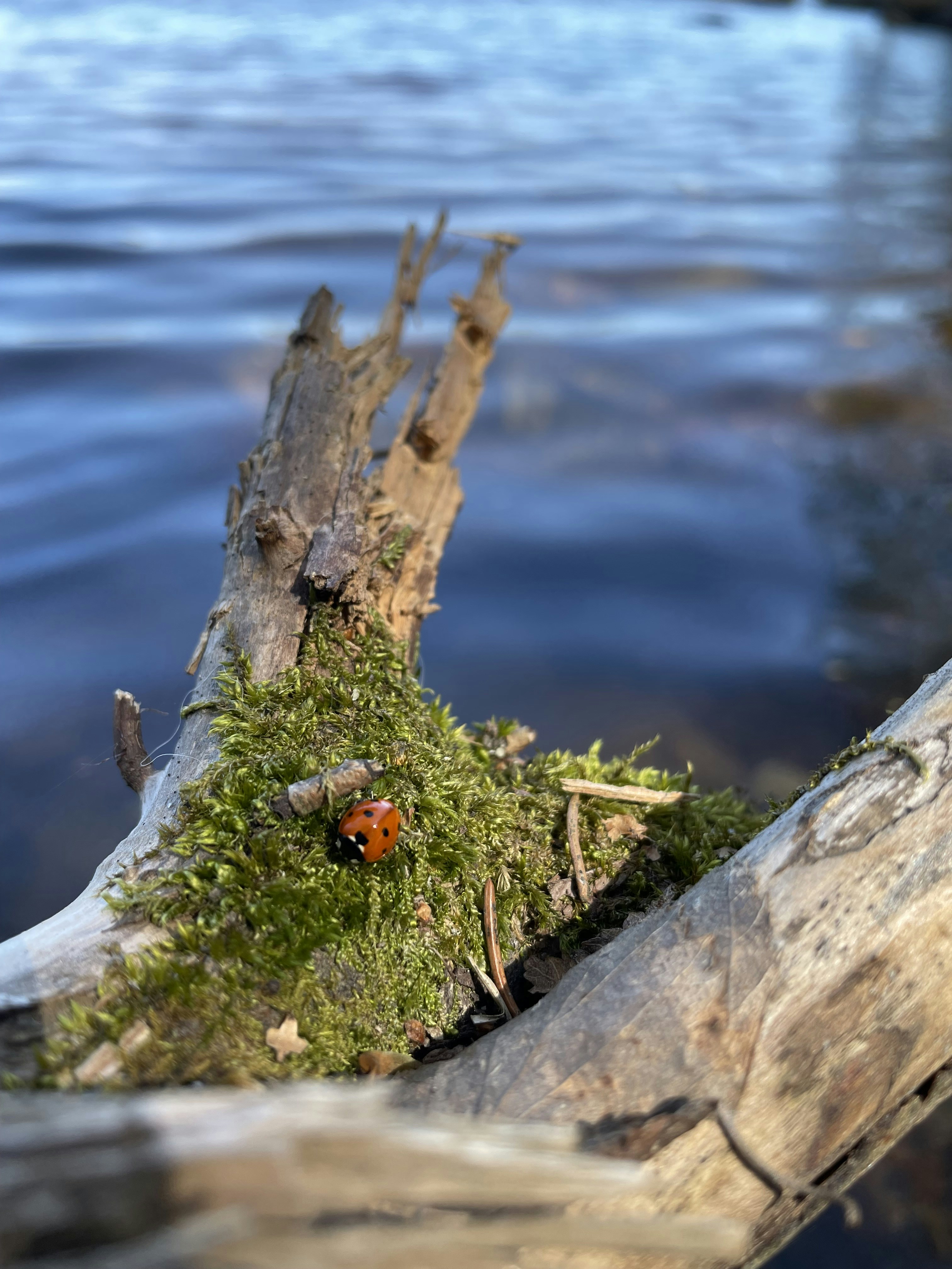 Microcosm on Weathered Wood: A Ladybug’s Mossy Perch by the Lake