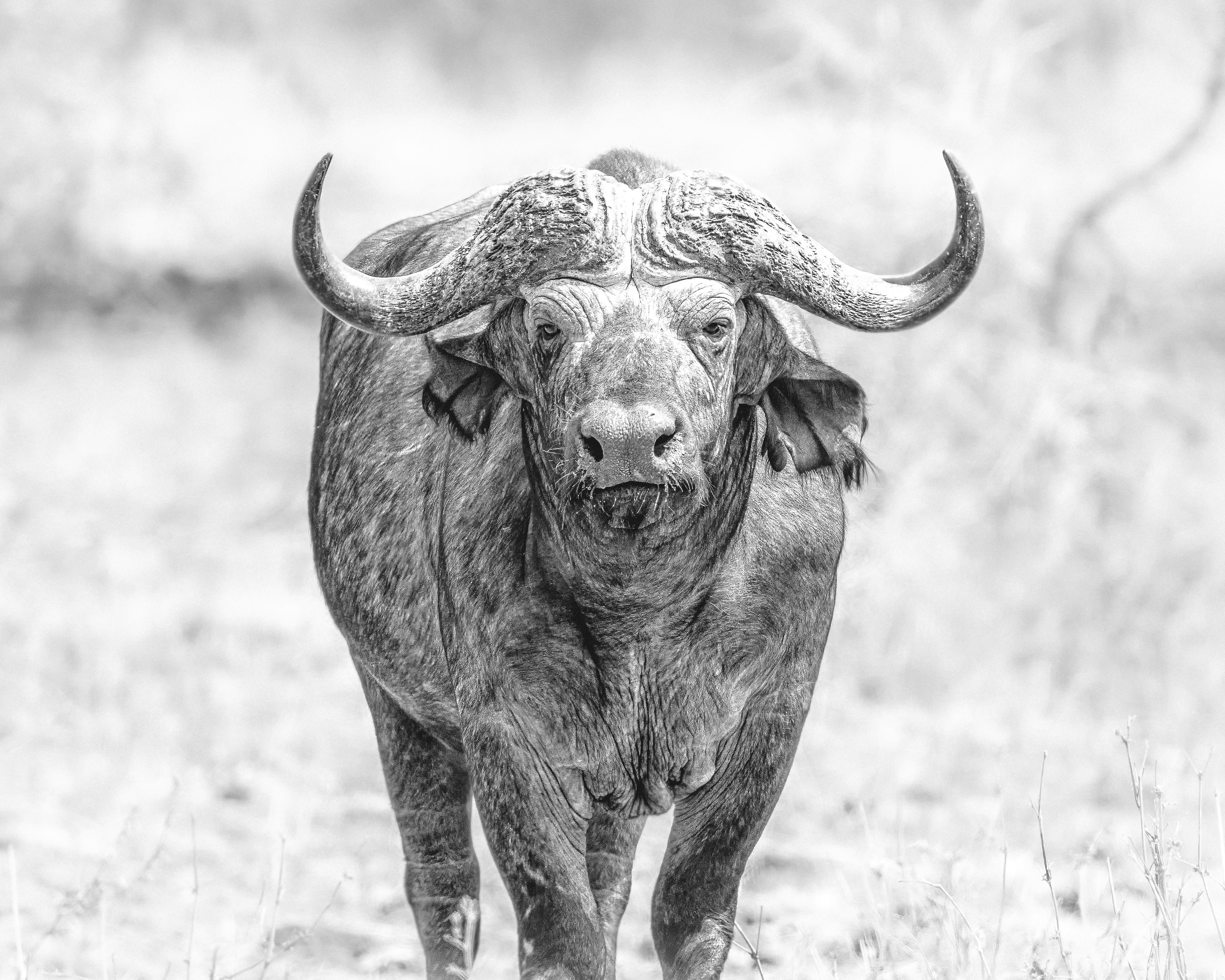 Un grand animal avec des cornes photo – Photo Gris Gratuite sur Unsplash
