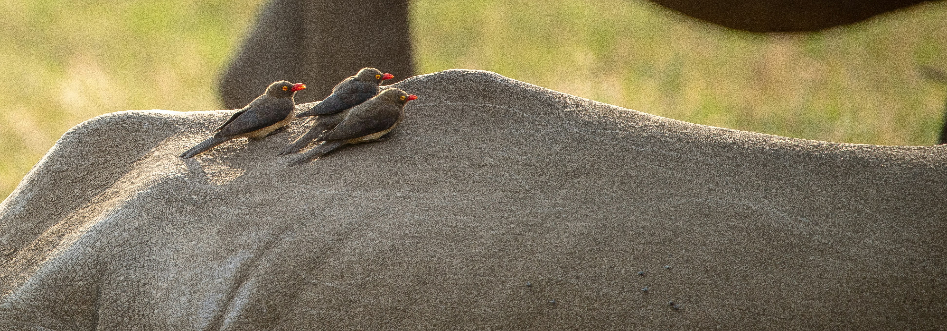 Quiet Reverie: Three Oxpeckers Perch on a Hippo's Sunlit Back