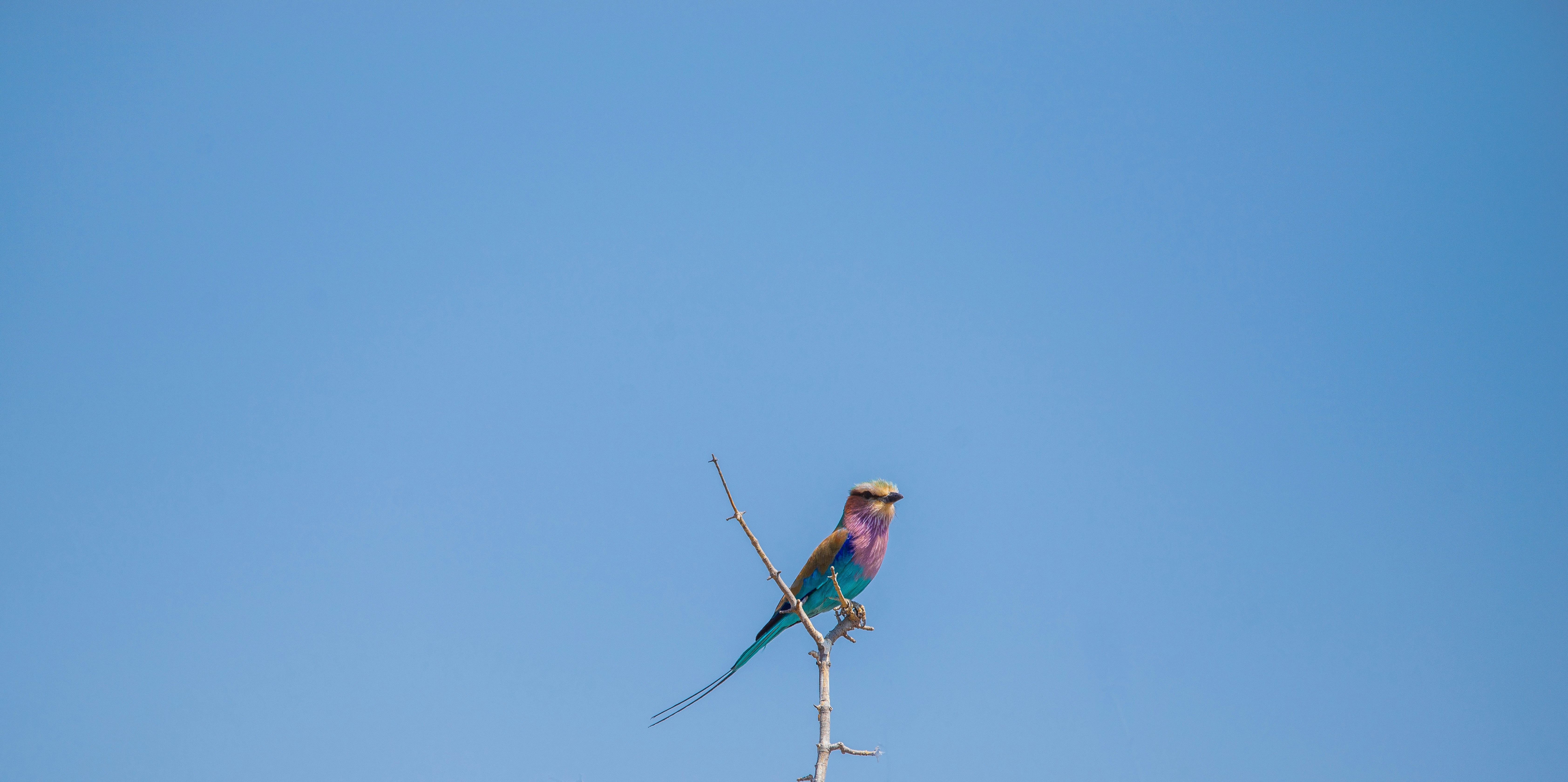 a bird sitting on a branch