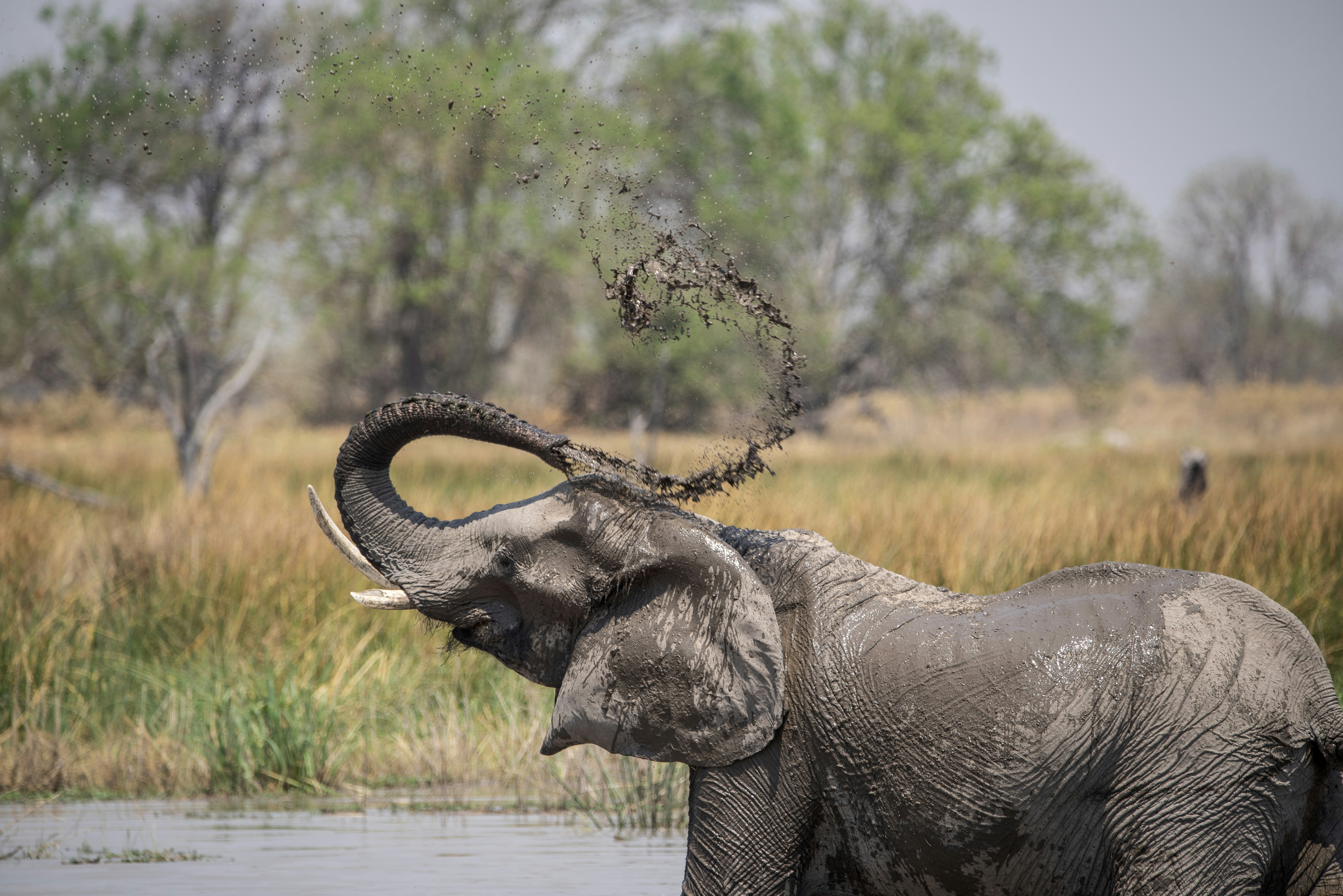 Elephant joyfully spraying water while standing in a wetland area, surrounded by lush grasses and distant trees.
